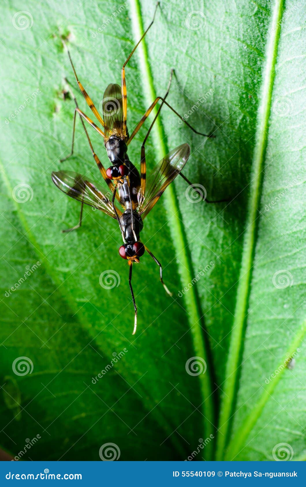 Couple of insect stock image. Image of closeup, vivid - 55540109