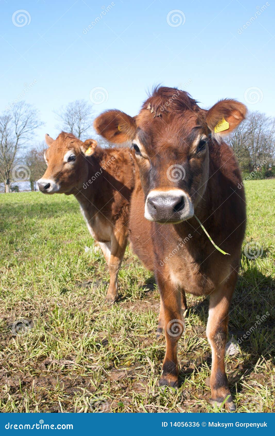 Couple of jersey cows stock photo. Image of staring, rural - 14056336
