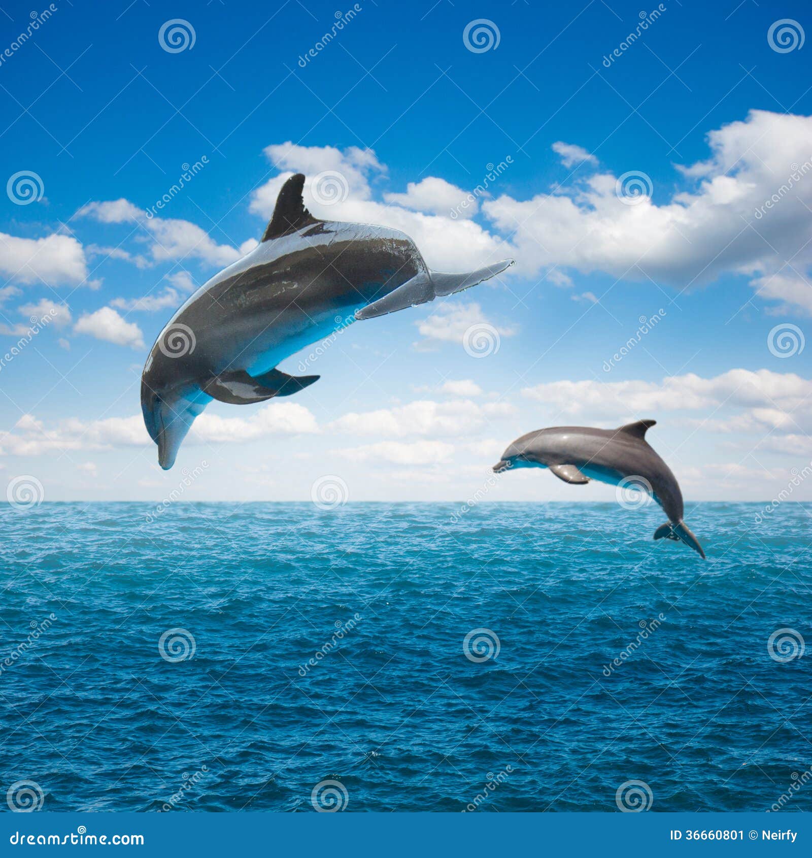 Couple of jumping dolphins stock image. Image of jump - 36660801
