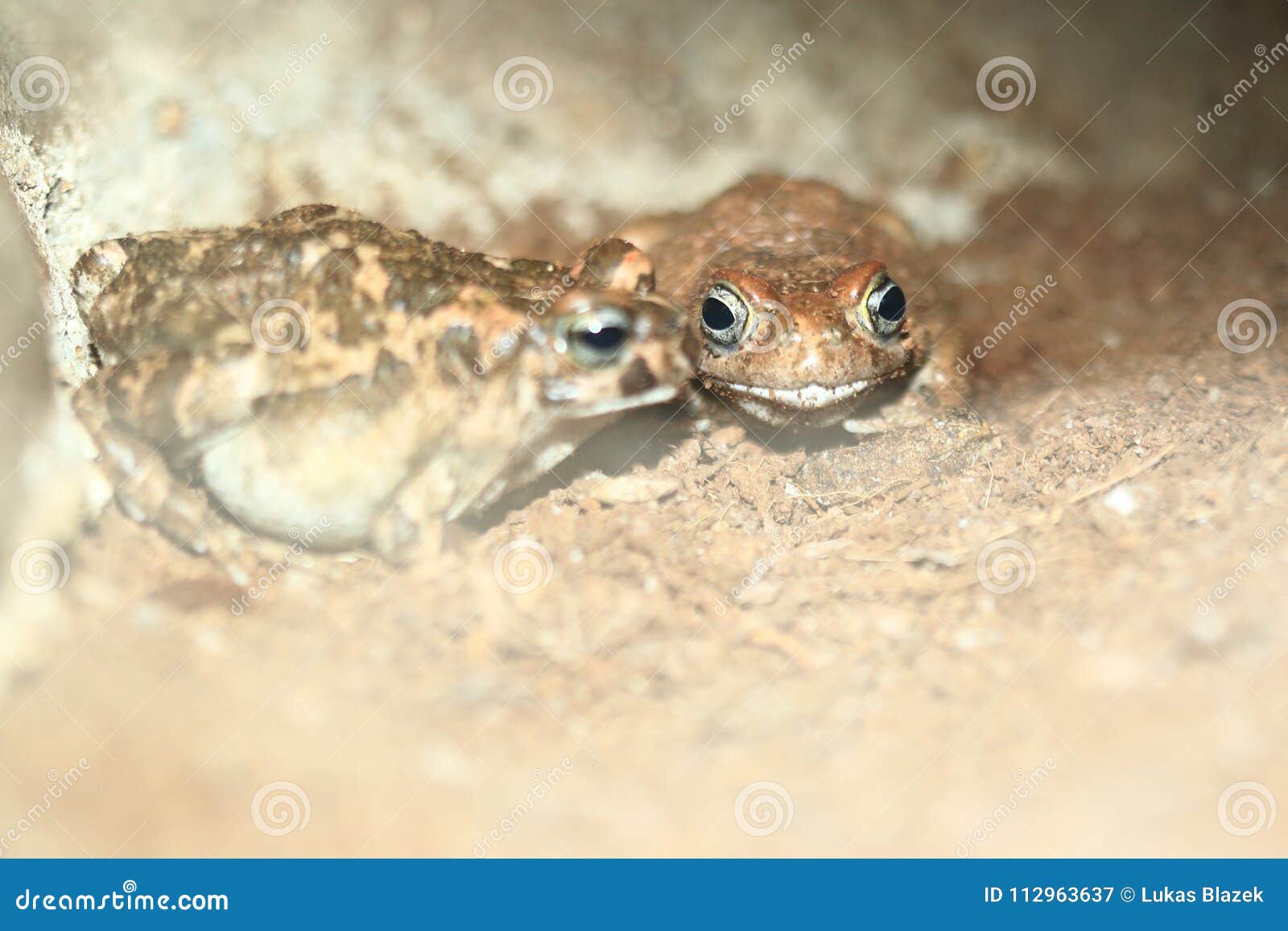 Karoo toad stock image. Image of namibia, toad, amphibian - 112963637