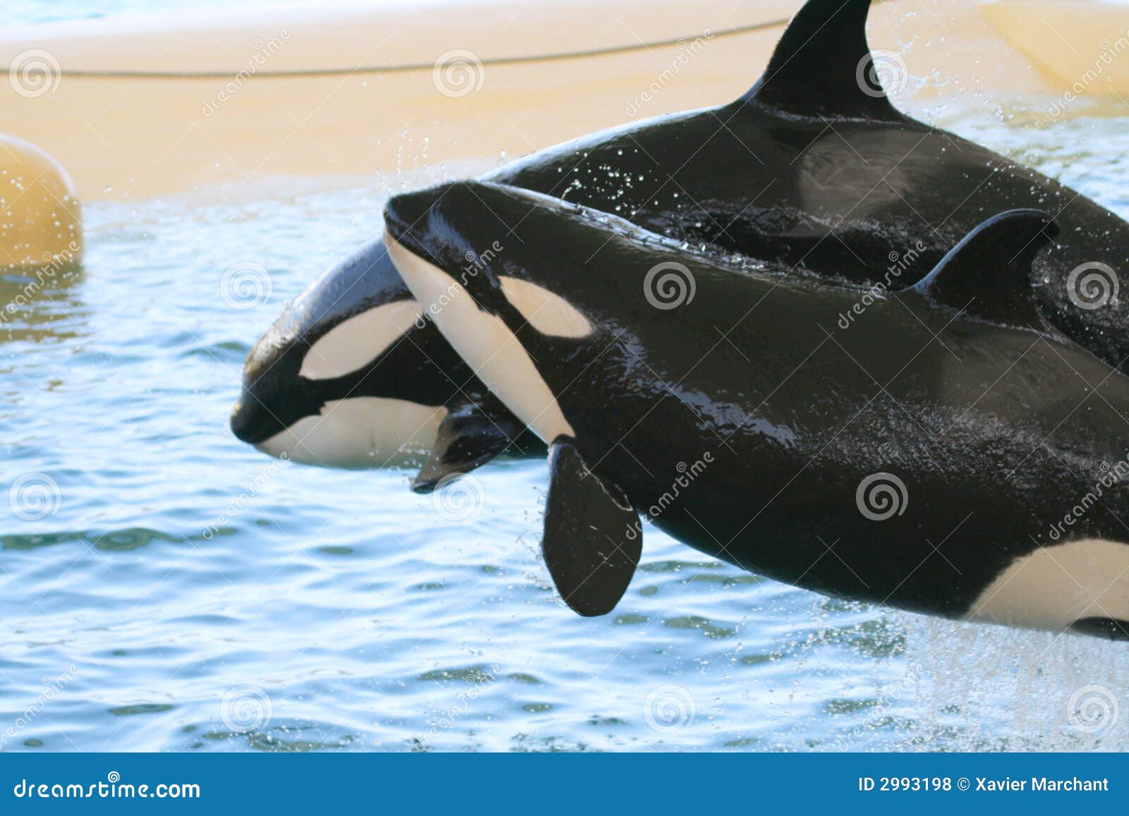 Couple of killer whales stock photo. Image of danger, black - 2993198