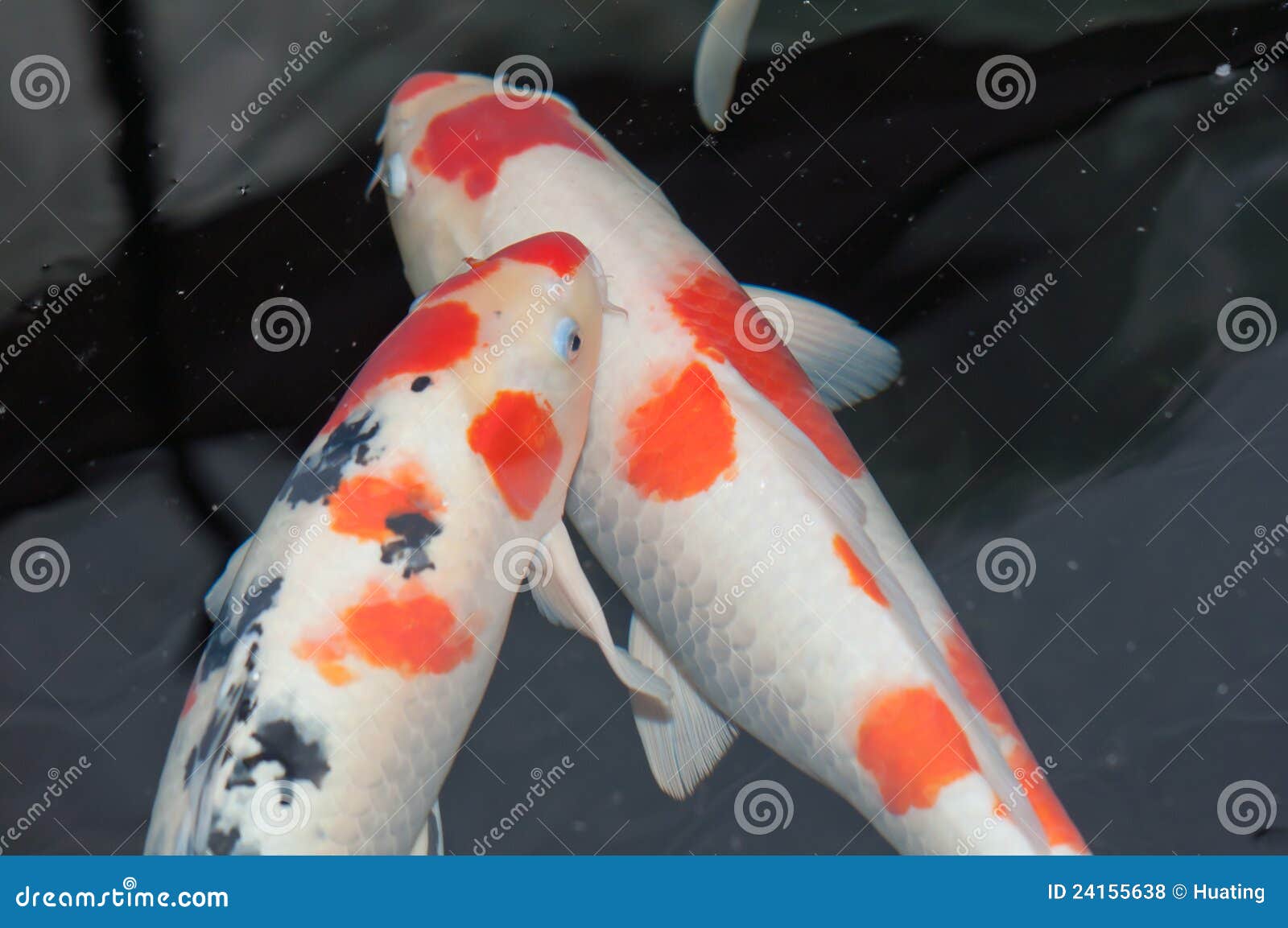 Couple of Koi fish stock photo. Image of cultivated, beautiful - 24155638