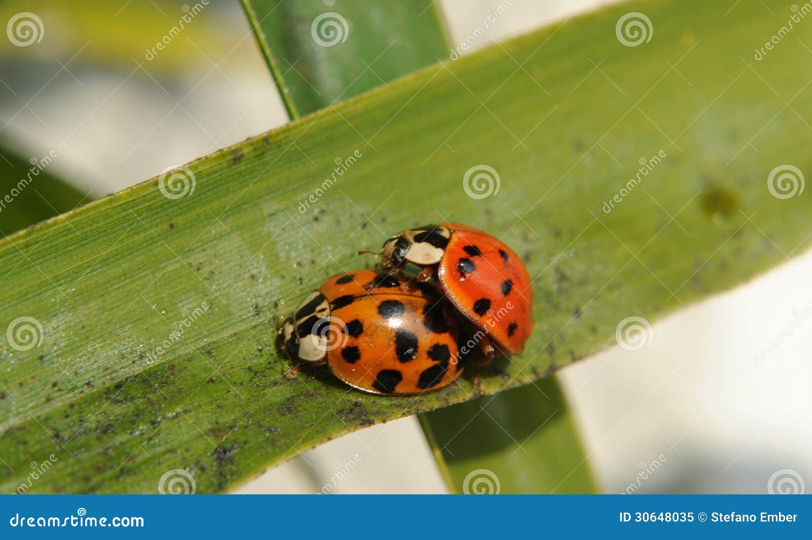 A couple of Ladybugs stock image. Image of reproduction - 30648035