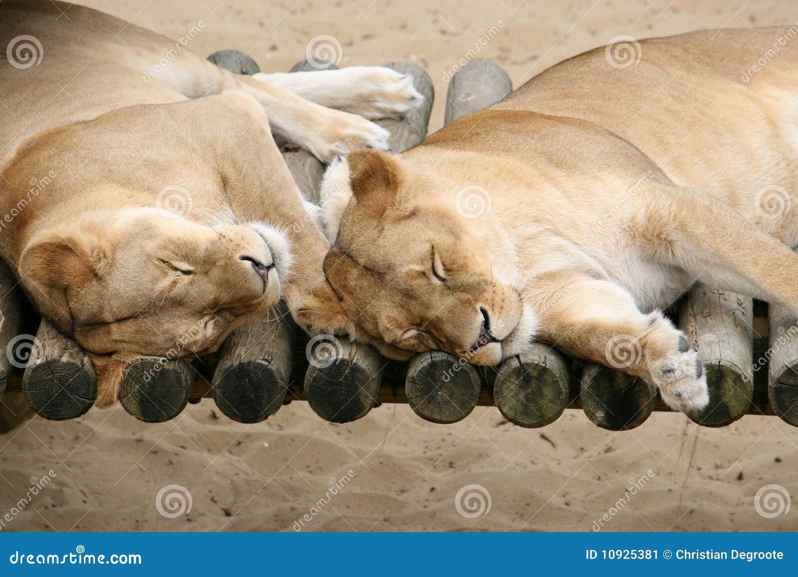 Couple of Lazy Lions stock image. Image of rest, lion - 10925381
