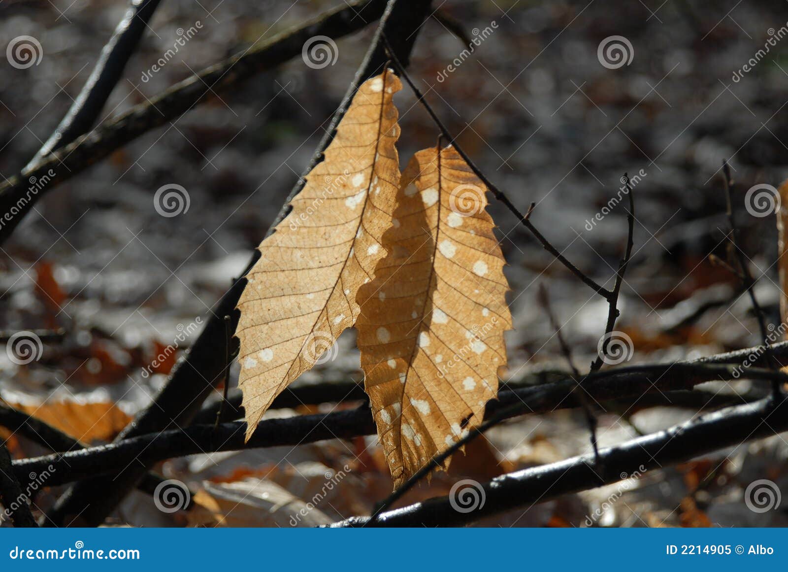 Couple of leaves stock image. Image of natural, park, shape - 2214905 Couple of leaves stock image. Image of natural, park, shape - 2214905