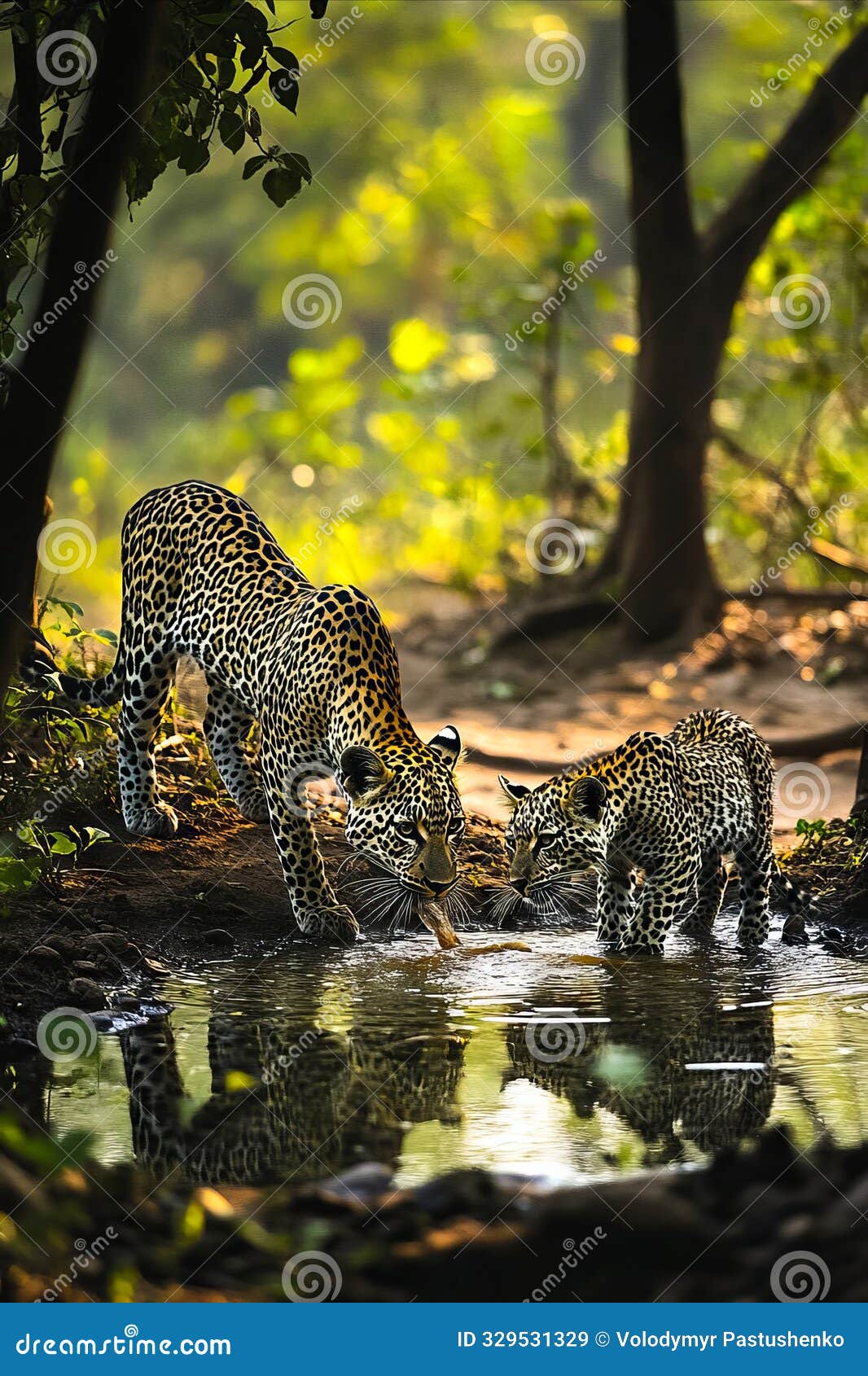 A Couple of Leopards Drinking Water from a Pond in the Woods Stock ...