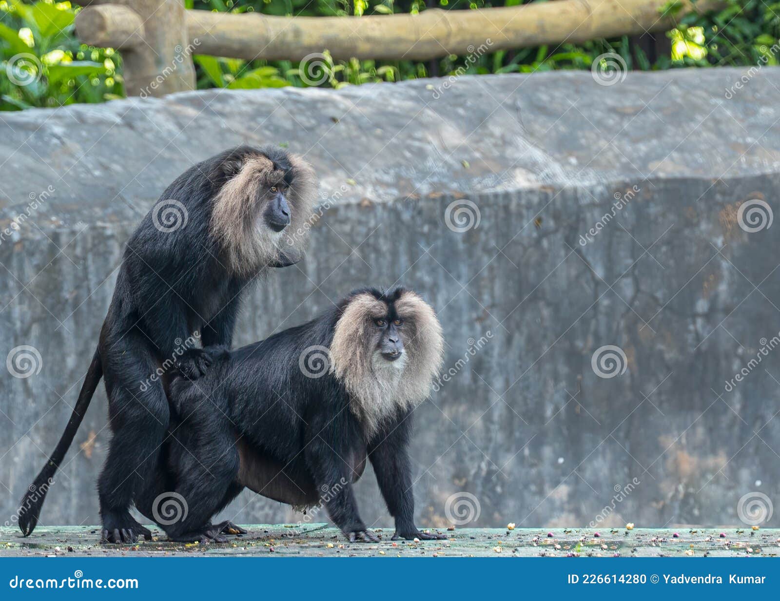 Lion Head Monkey Making Love Stock Photo - Image of people, lion: 226614280