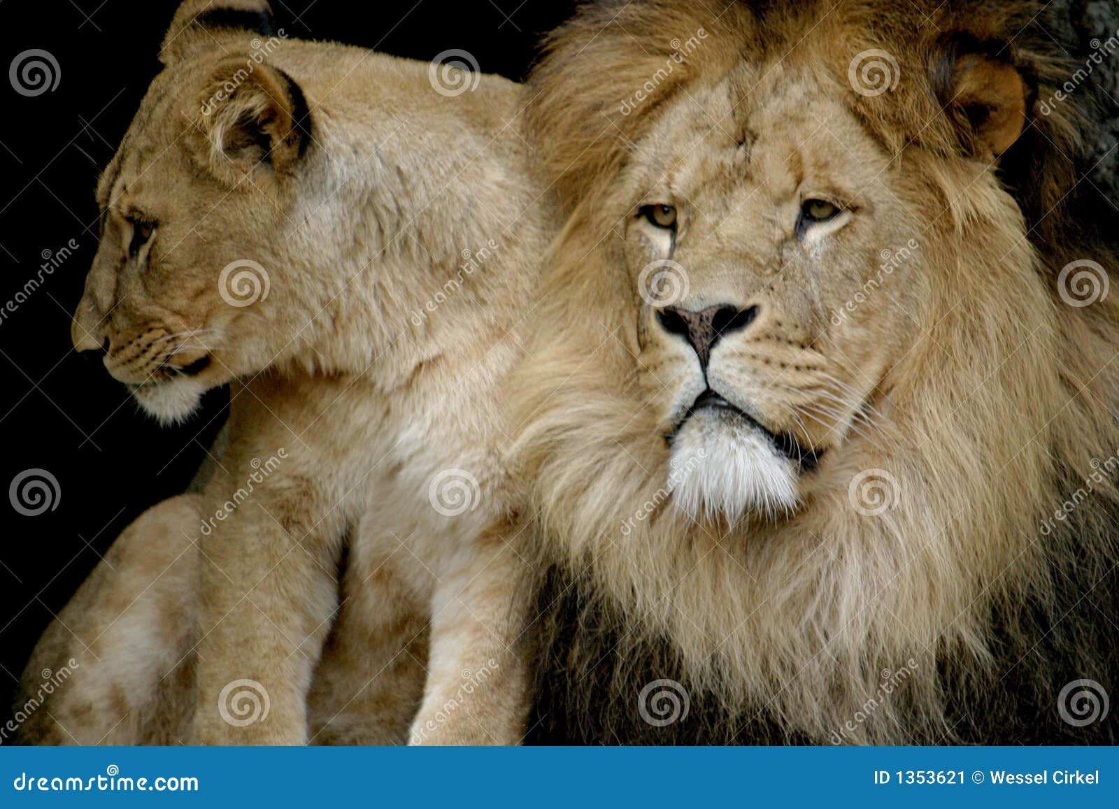 A couple of lions stock image. Image of adults, beast - 1353621