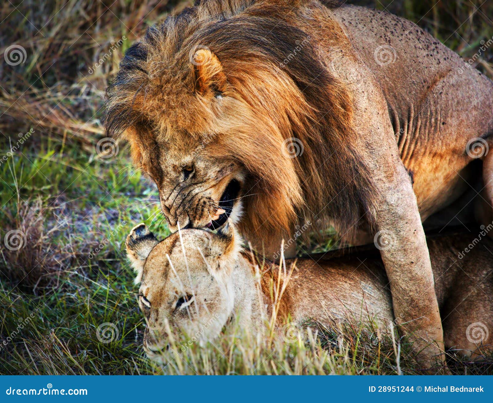 A Couple Of Lions Copulation On Savanna Serengeti Tanzania Africa