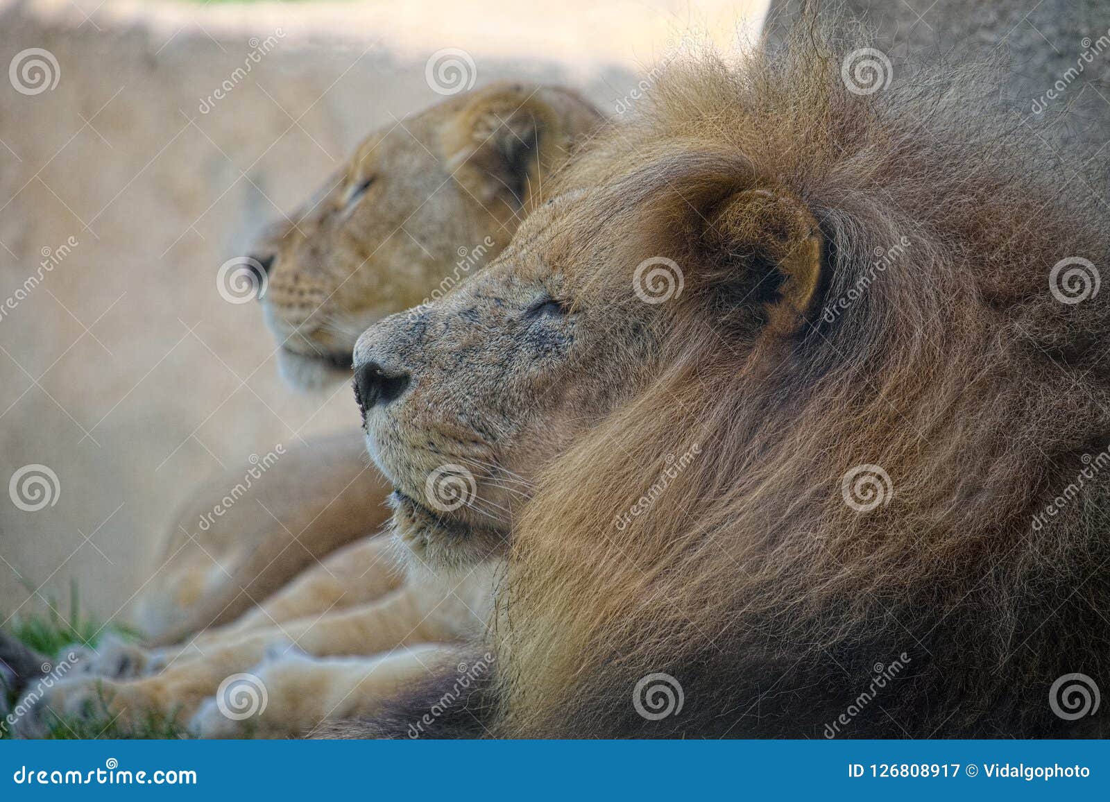 Couple of lions in shadow stock image. Image of predator - 126808917