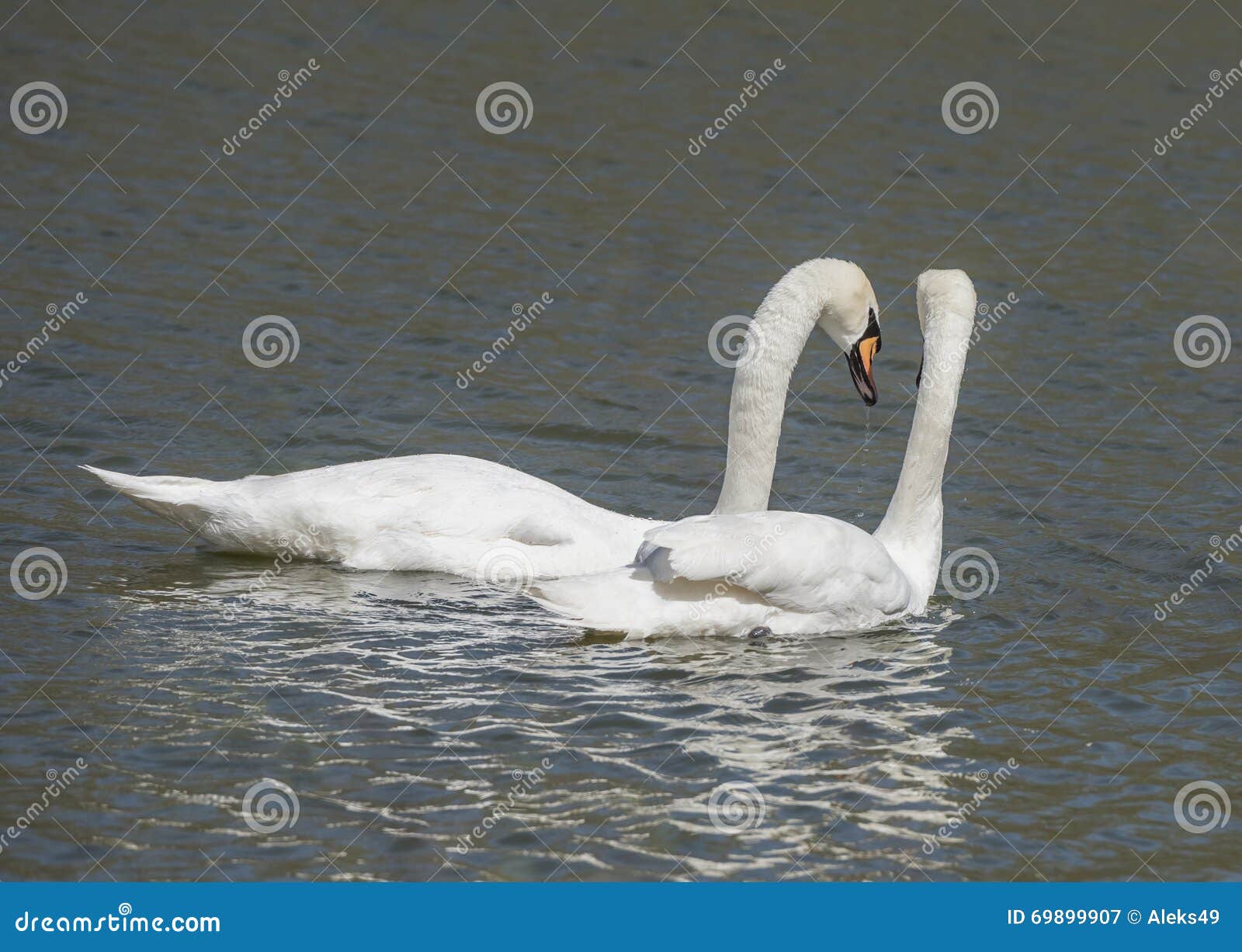 Couple in love swans stock image. Image of calm, swan - 69899907