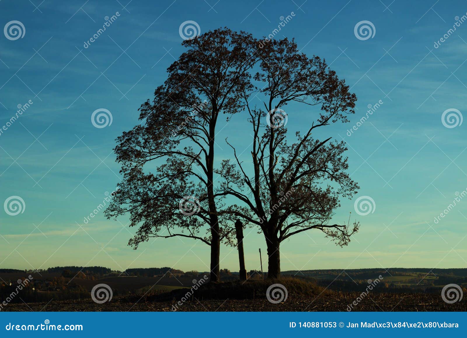 A couple of love trees. stock image. Image of pacov - 140881053
