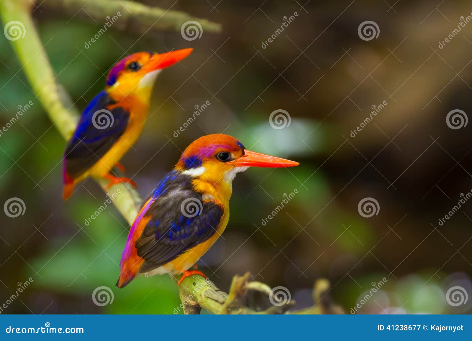 645 Dwarf Couple Stock Photos - Free & Royalty-Free Stock Photos from ...