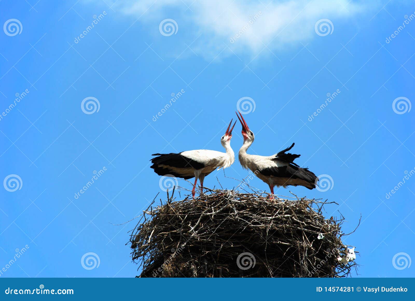 Couple of Loving White Storks Stock Image - Image of couple, family ...