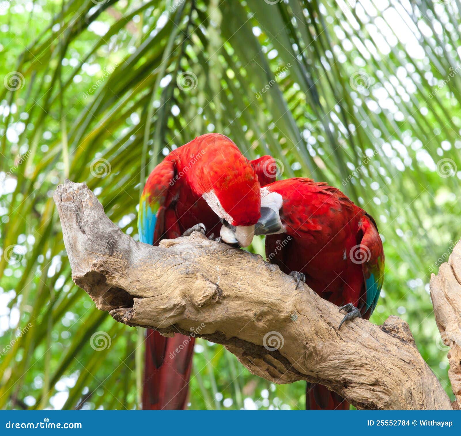 Couple macaw stock photo. Image of aviary, avian, colour - 25552784