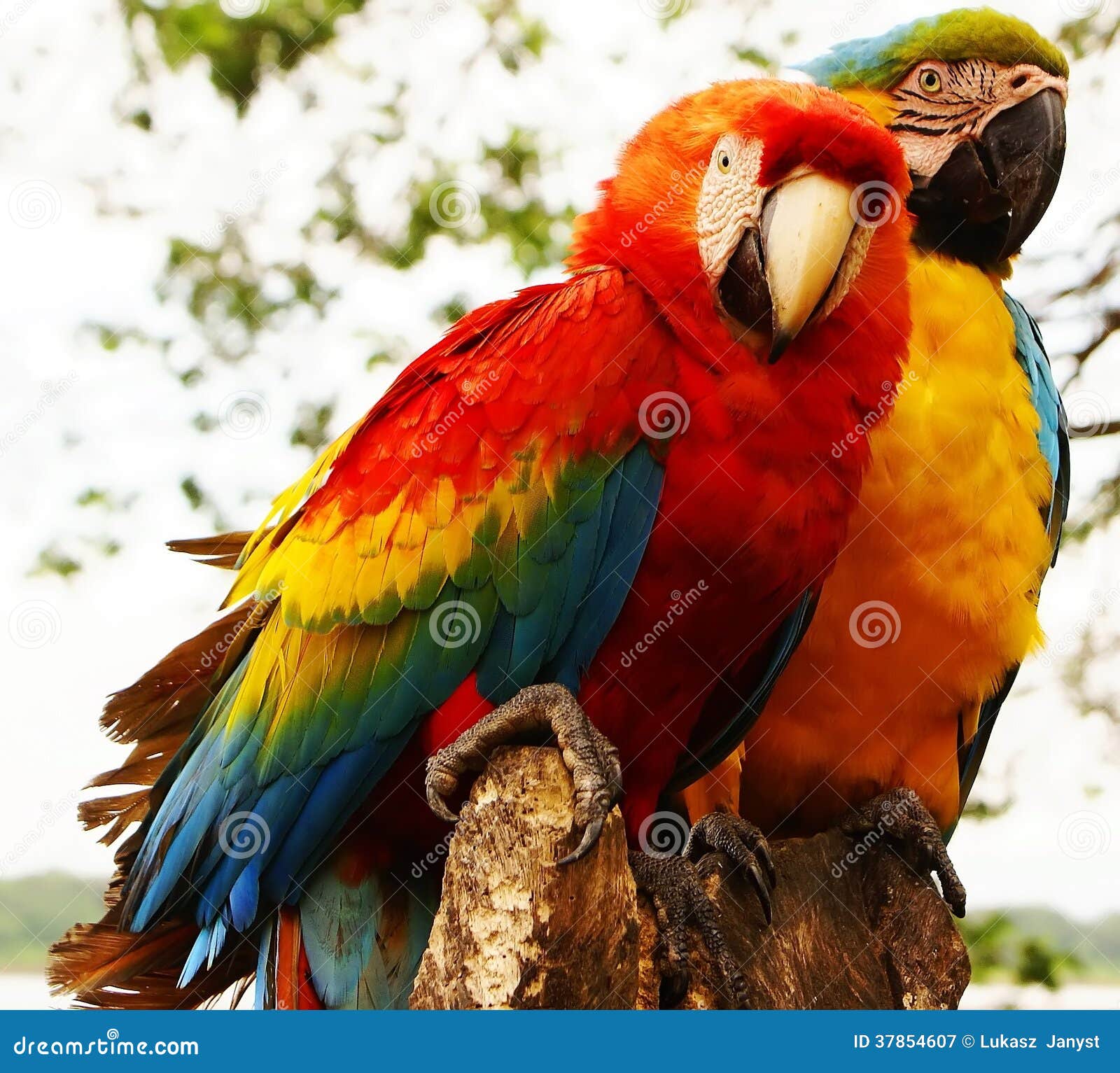 Couple of macaw parrots stock image. Image of domestic - 37854607