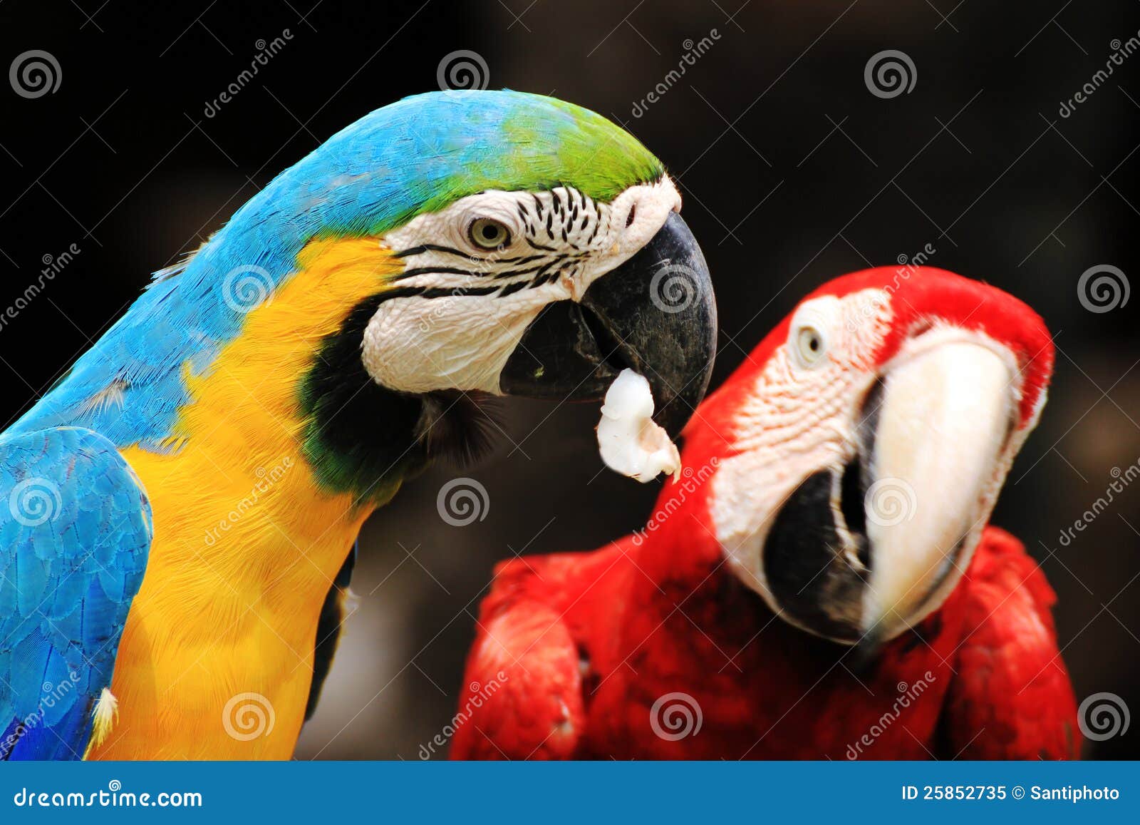 Bird Ara Ararauna, Blue And Yellow Macaw Aka Arara Caninde, Exotic ...