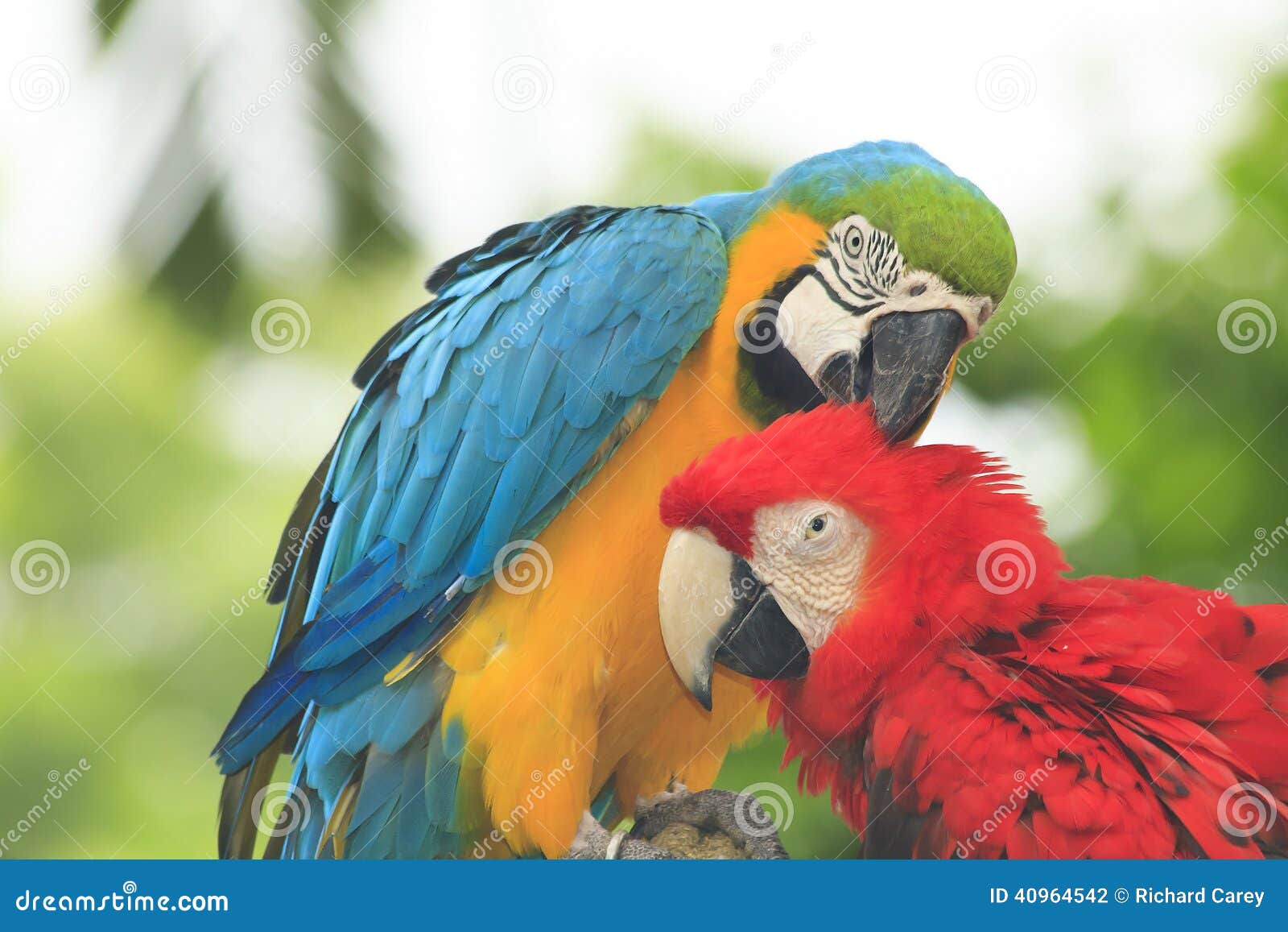 Couple Macaws stock photo. Image of color, couple, preen - 40964542