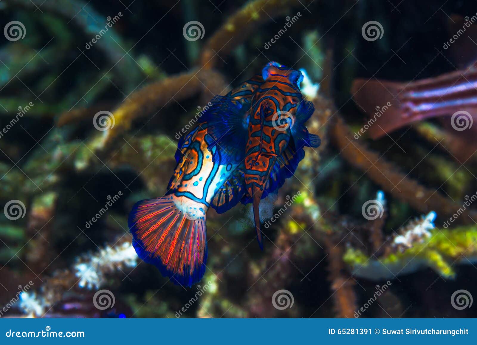 Couple Madarin fish Mating stock image. Image of diving - 65281391