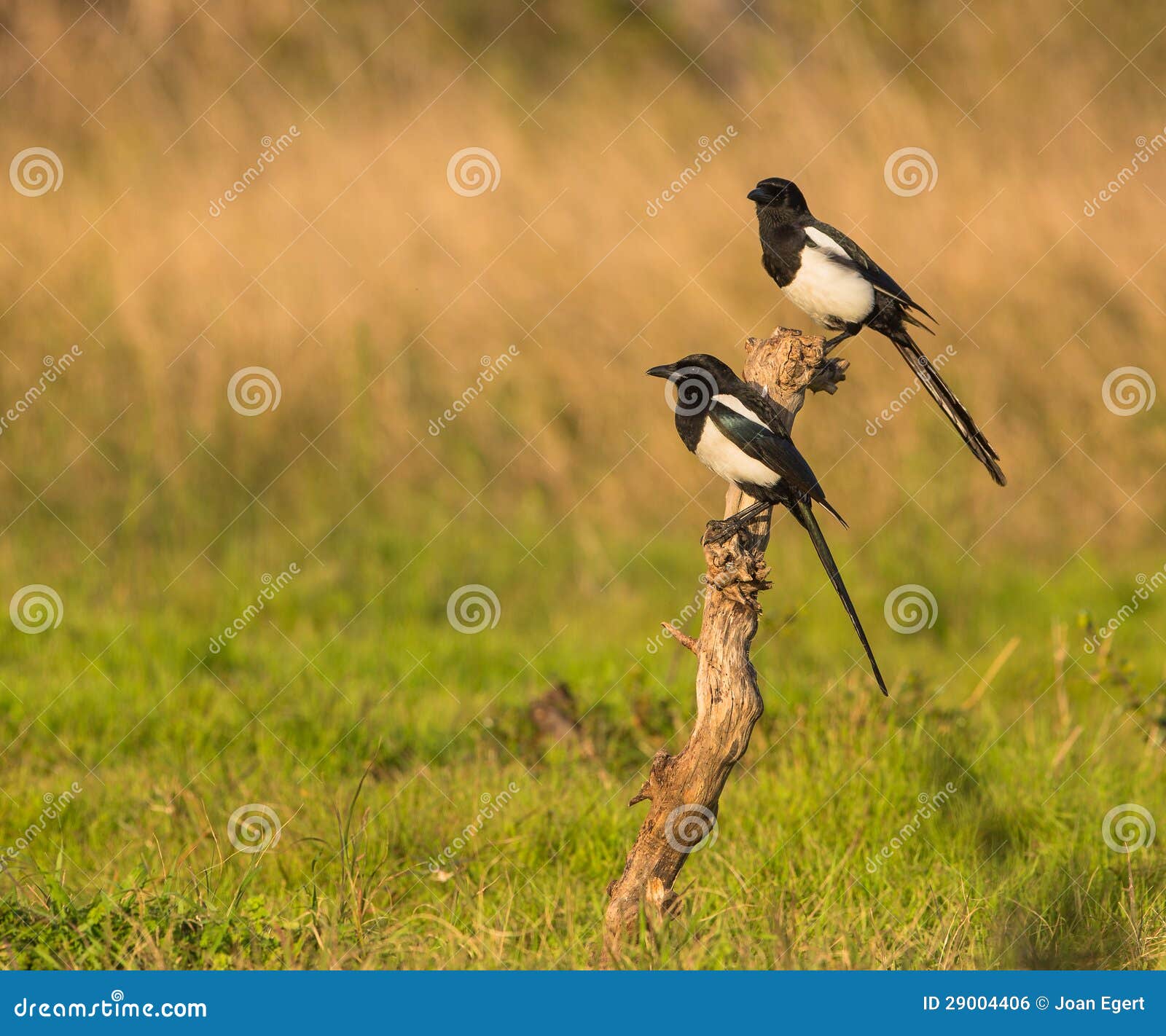 A couple of Magpies stock photo. Image of branch, colors - 29004406