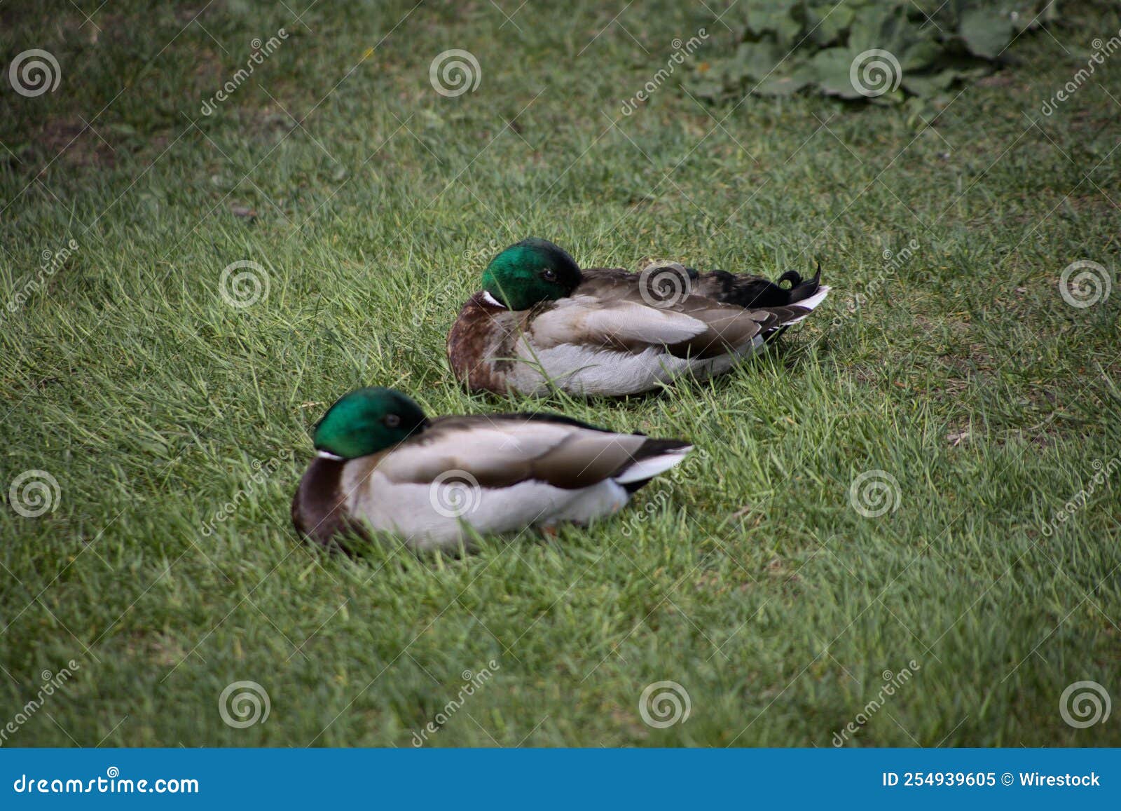 Couple of Male Mallards Resting on the Grass Stock Image - Image of ...