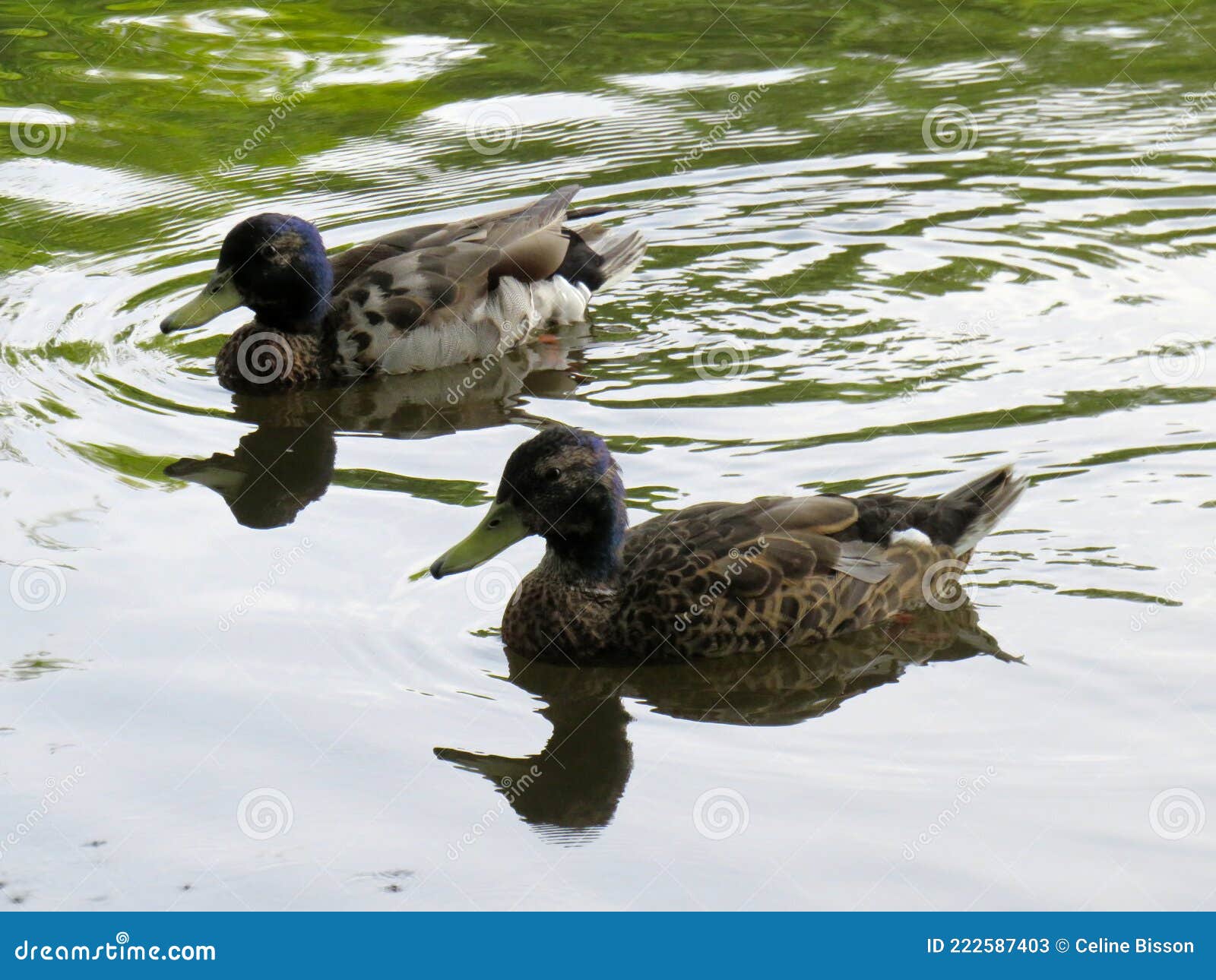 Couple of Mallard Ducks with Blue Head on the River Stock Image - Image ...