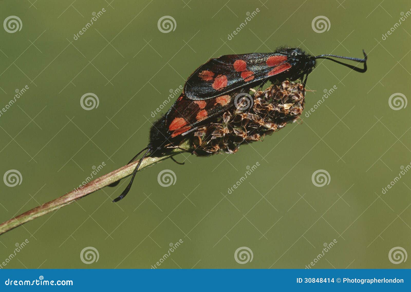 Couple of Mating Insects Close-up Stock Photo - Image of length, wild ...