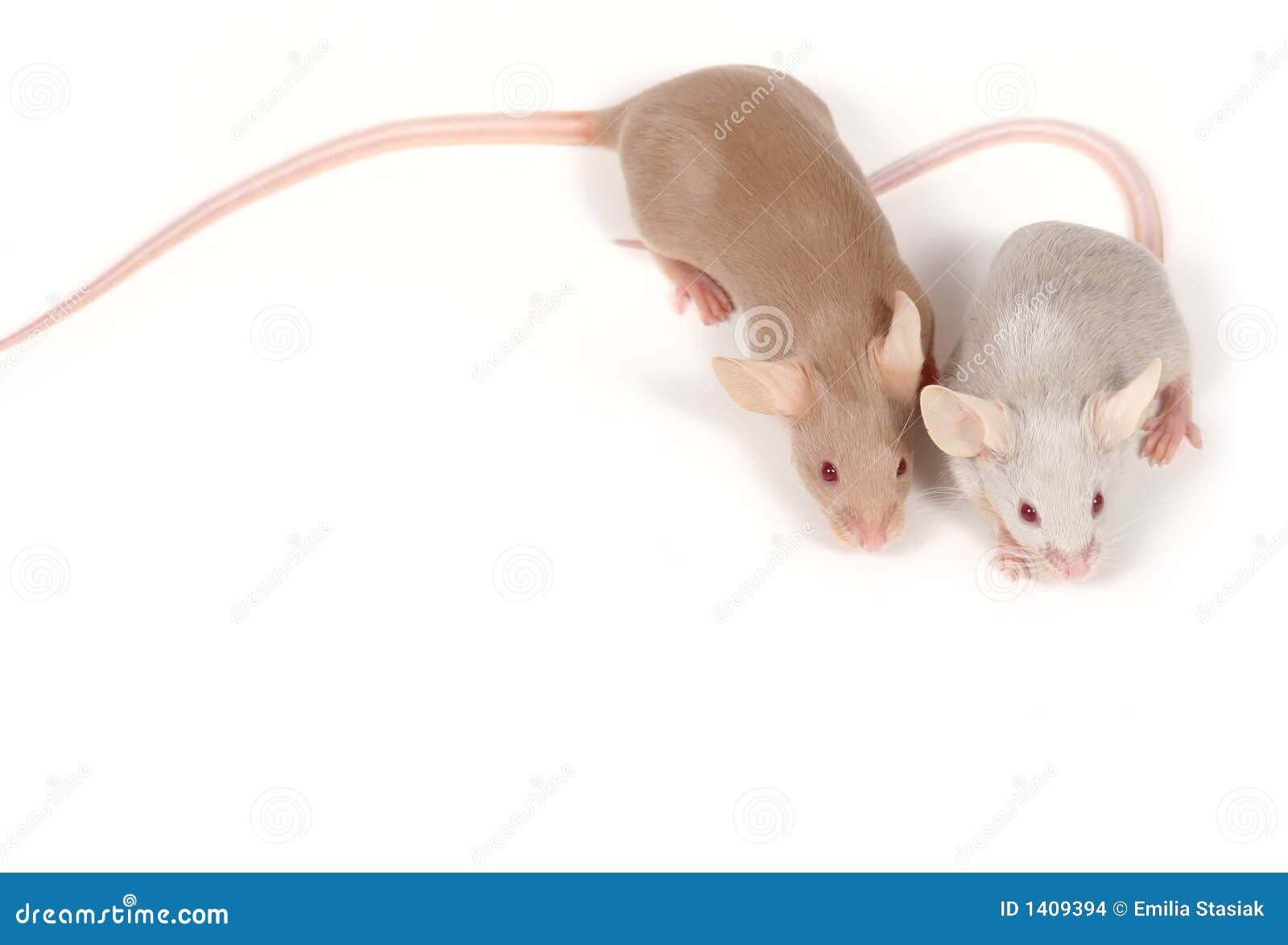 Couple of mice stock photo. Image of gerbil, flirt, look - 1409394