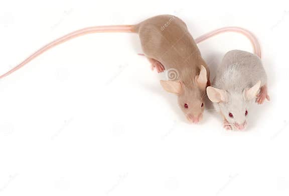 Couple of mice stock photo. Image of gerbil, flirt, look - 1409394