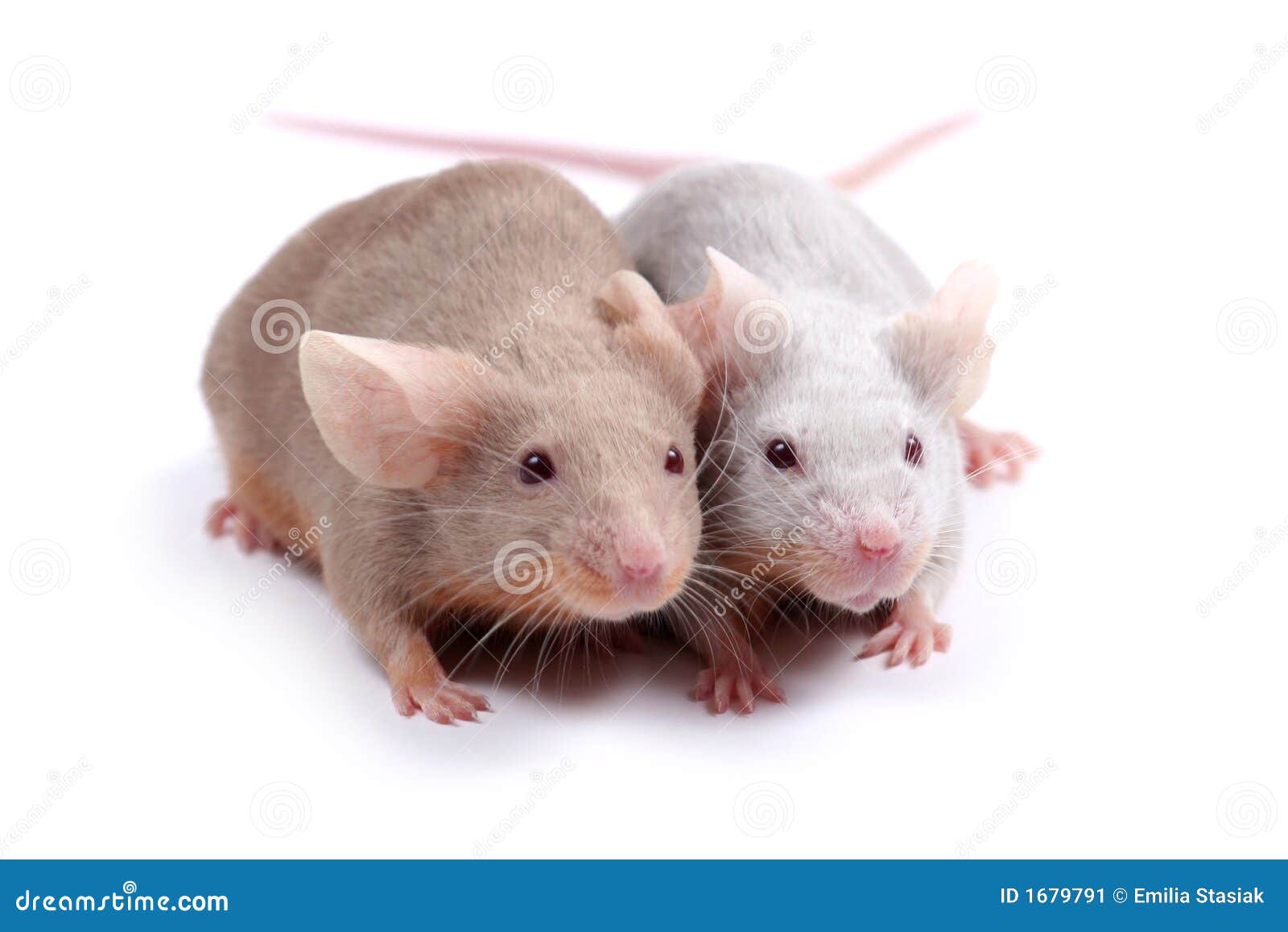Couple of mice stock image. Image of mouse, cute, flirt - 1679791