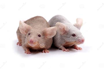 Couple of mice stock photo. Image of funny, macro, beige - 1679794