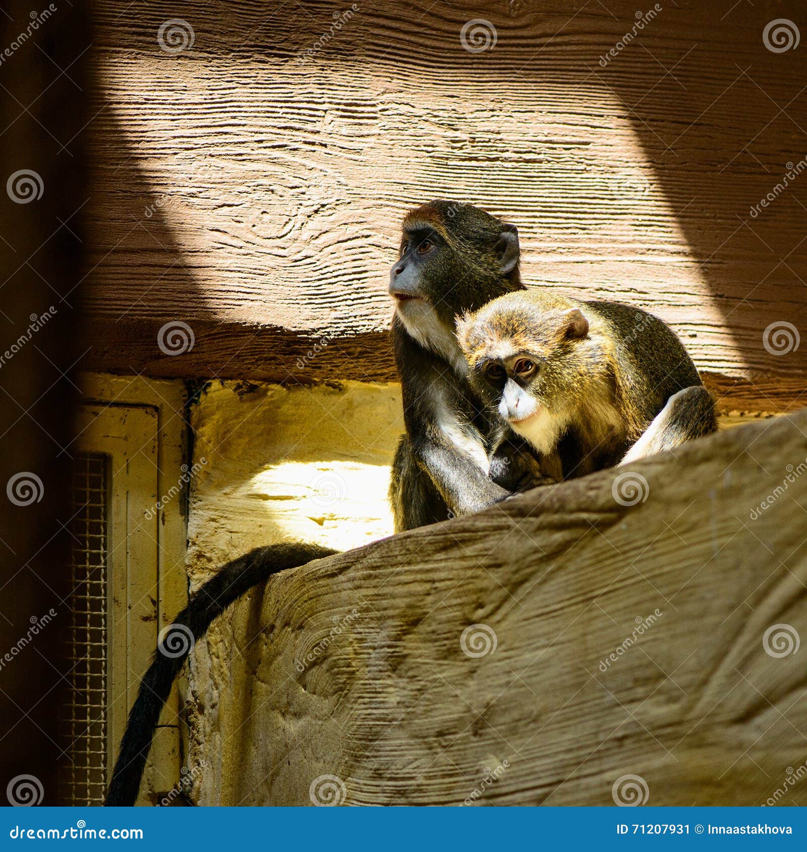 Couple monkey animals stock image. Image of exotic, forest - 71207931