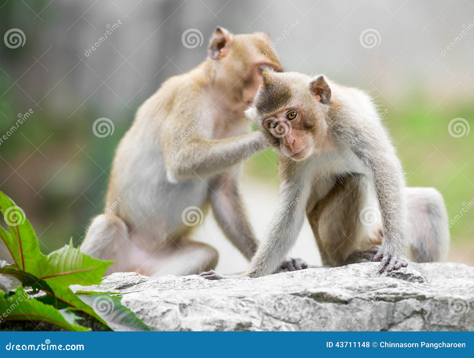 Couple monkey stock photo. Image of safari, jungle, beautiful - 43711148