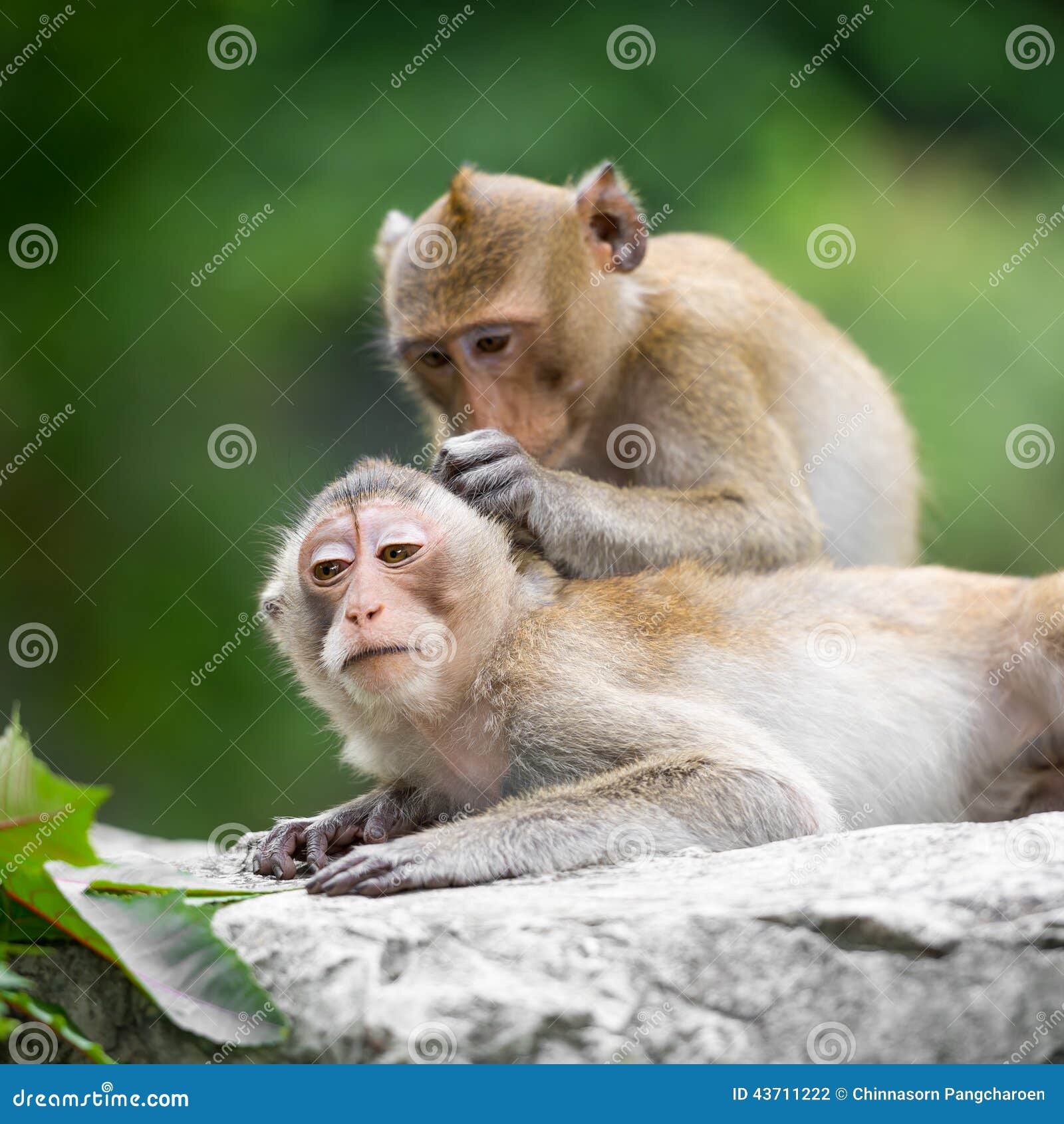 Couple monkey stock photo. Image of cute, fauna, brown - 43711222
