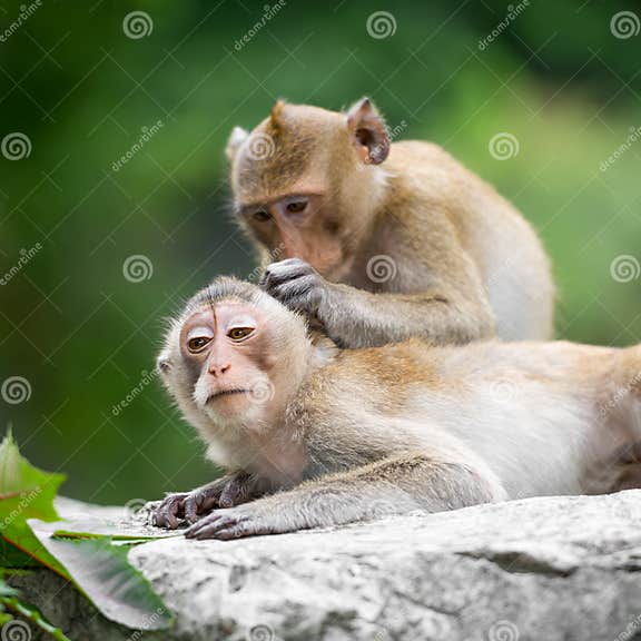 Couple monkey stock photo. Image of cute, fauna, brown - 43711222