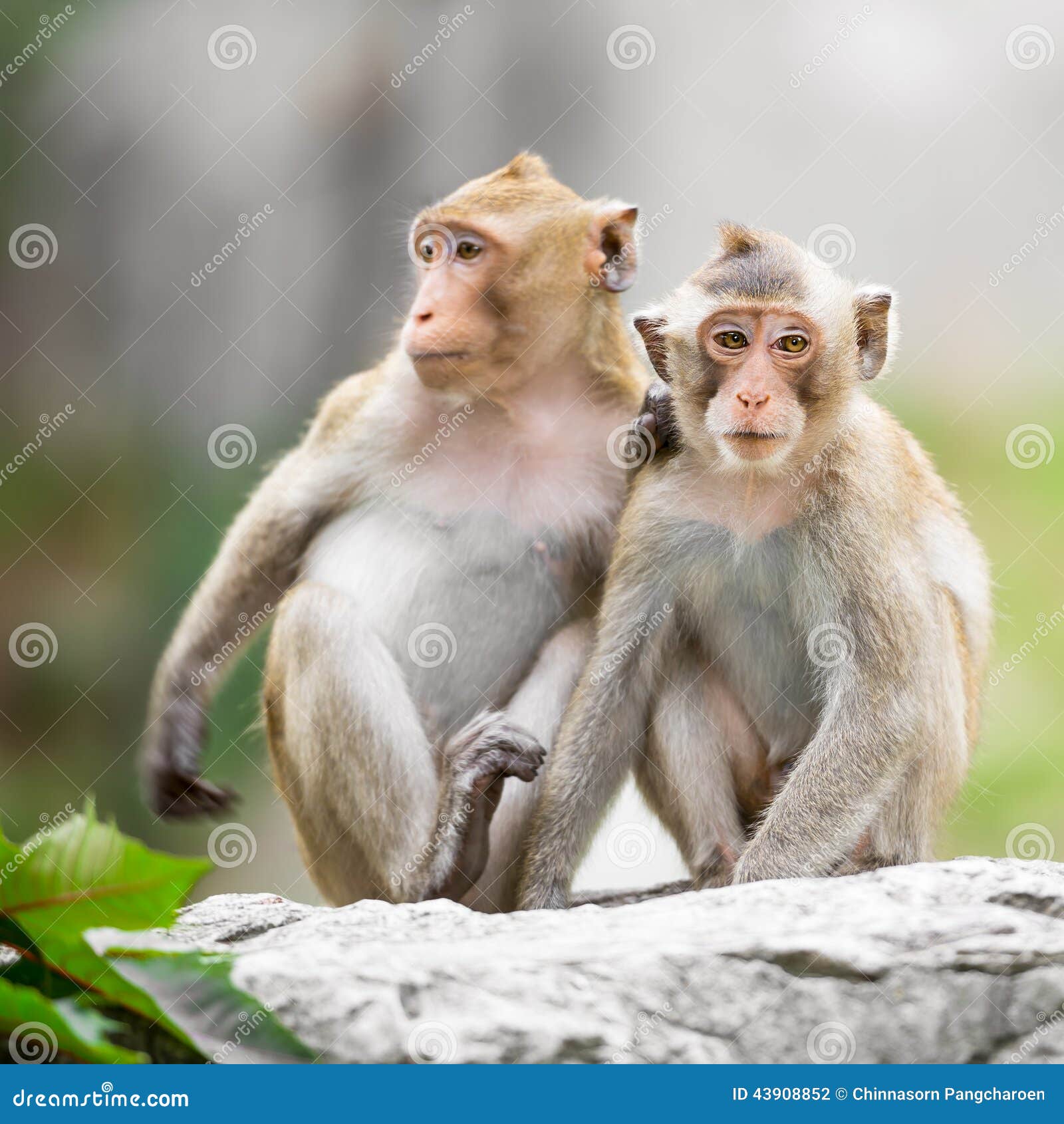 Couple monkey stock photo. Image of friend, fauna, couple - 43908852