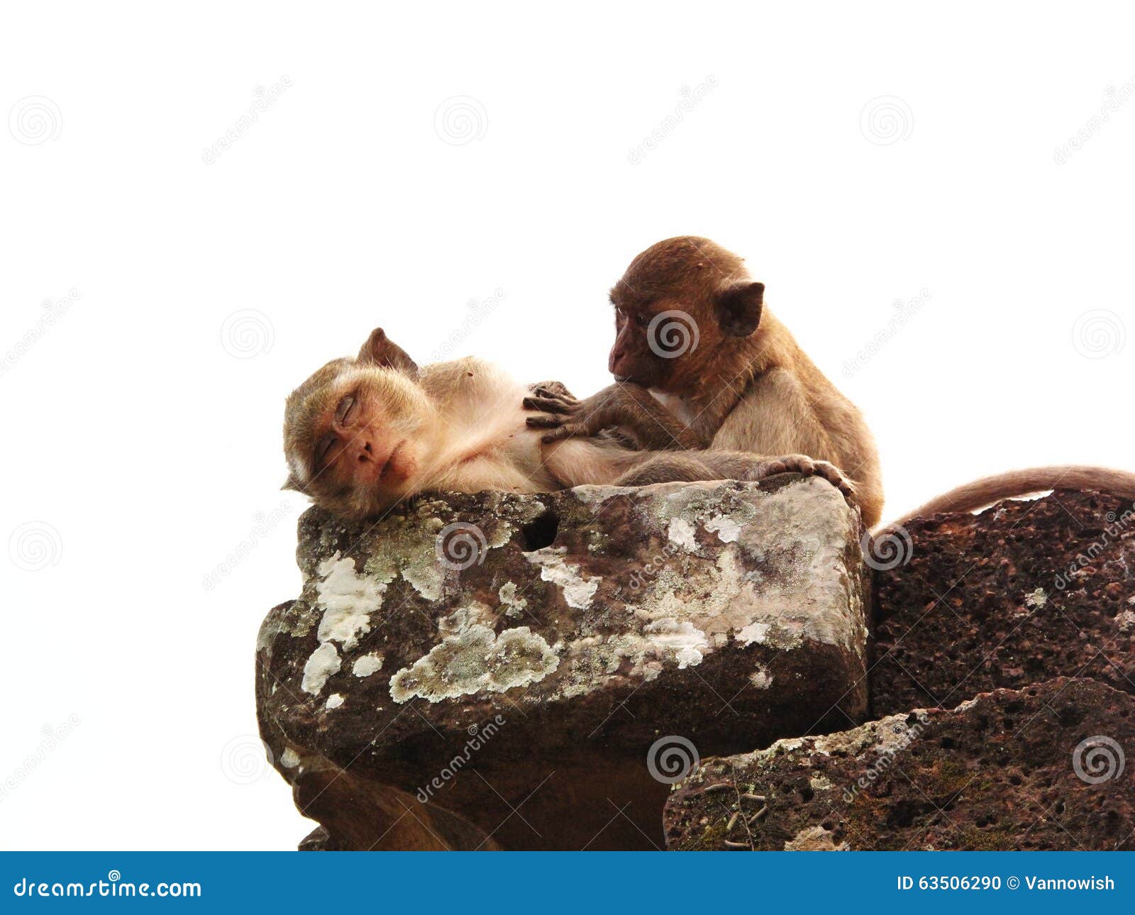 A couple of monkey stock photo. Image of white, animals - 63506290
