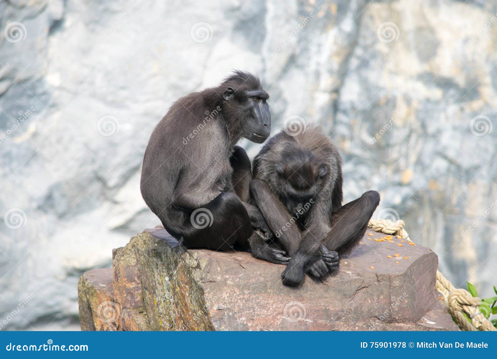 Couple monkey stock photo. Image of bird, eating, building - 75901978