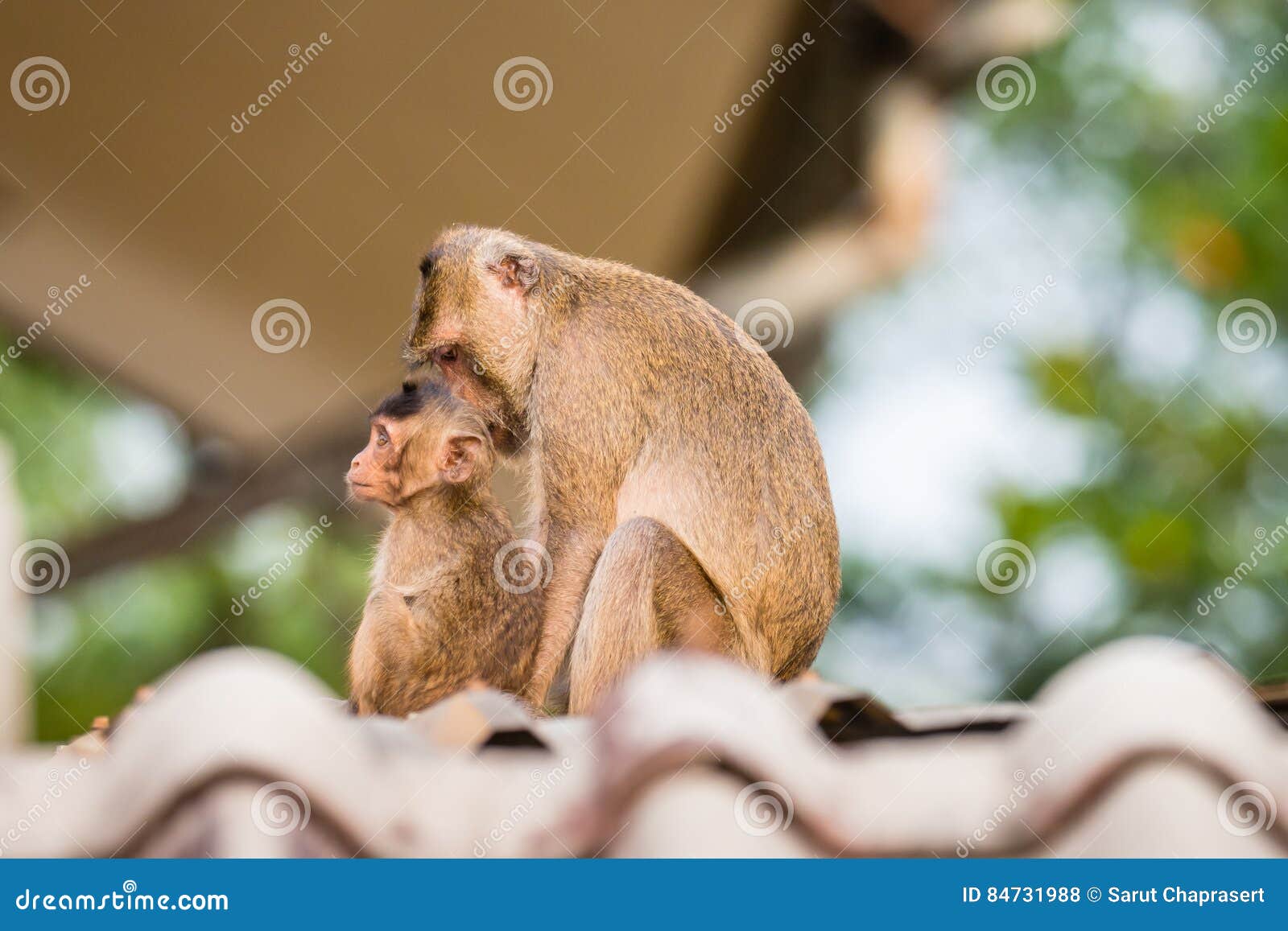Couple Monkey stock photo. Image of child, couple, family - 84731988