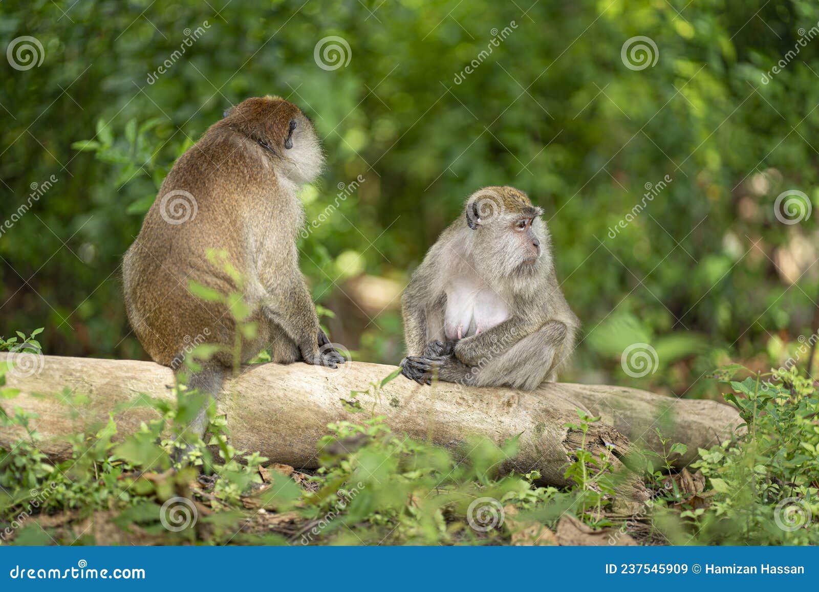 A Couple of Monkeys on a Log Stock Image - Image of natural, dwelling ...