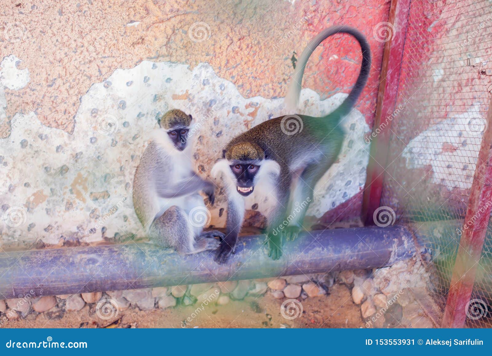 A Couple of Monkeys Playing Together beside Wall Stock Image - Image of ...
