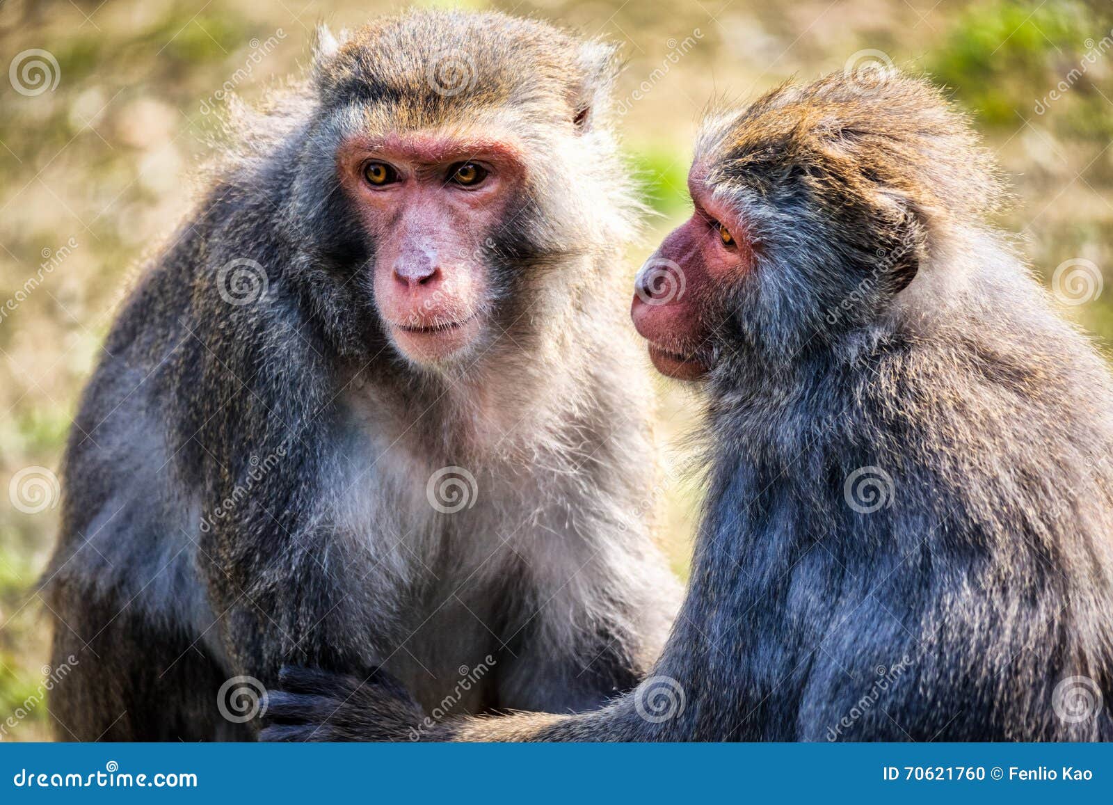 A Couple of Monkeys stock photo. Image of feeding, grey - 70621760
