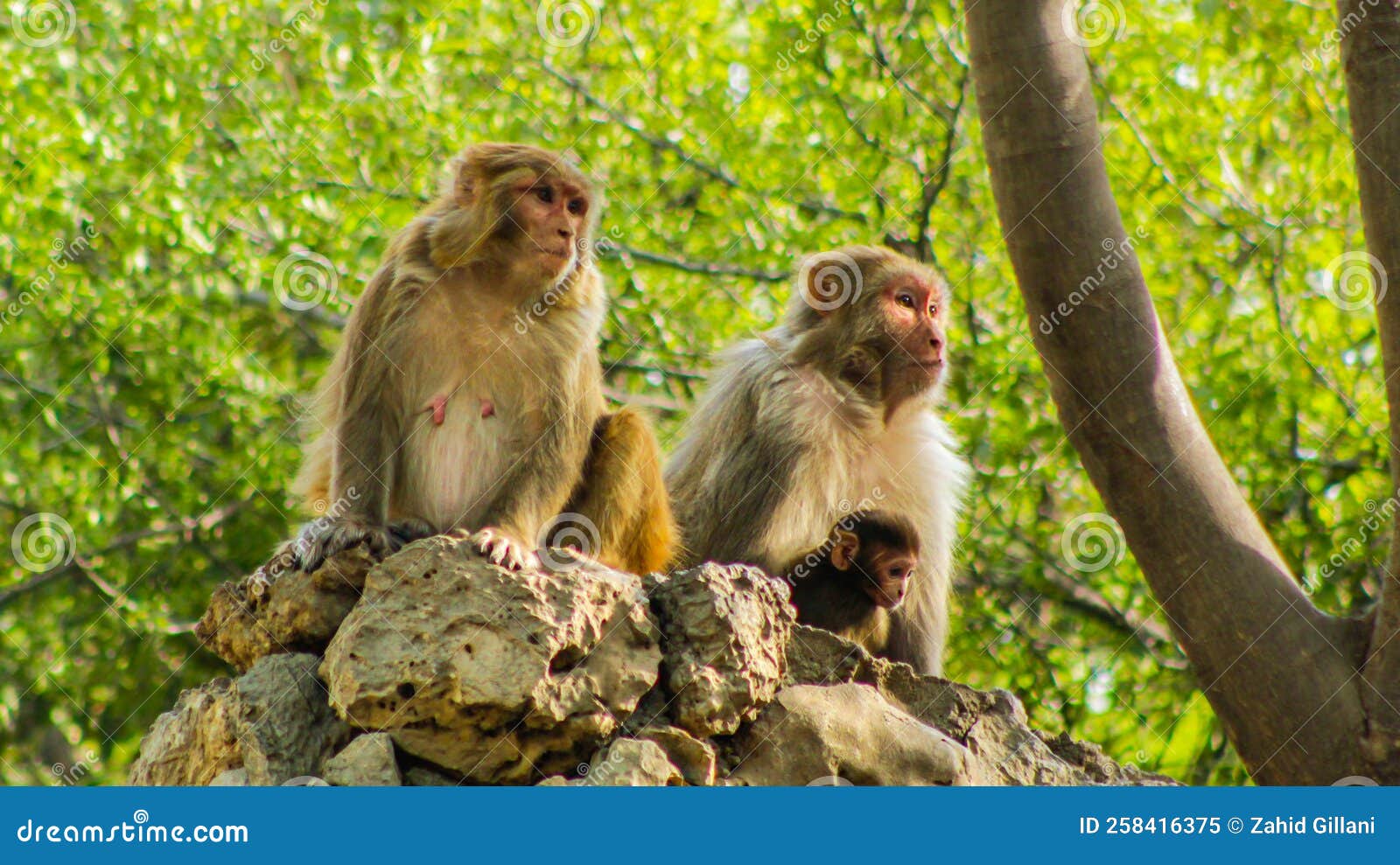 Couple of Monkeys with Their Child. Stock Image - Image of grey, jungle ...