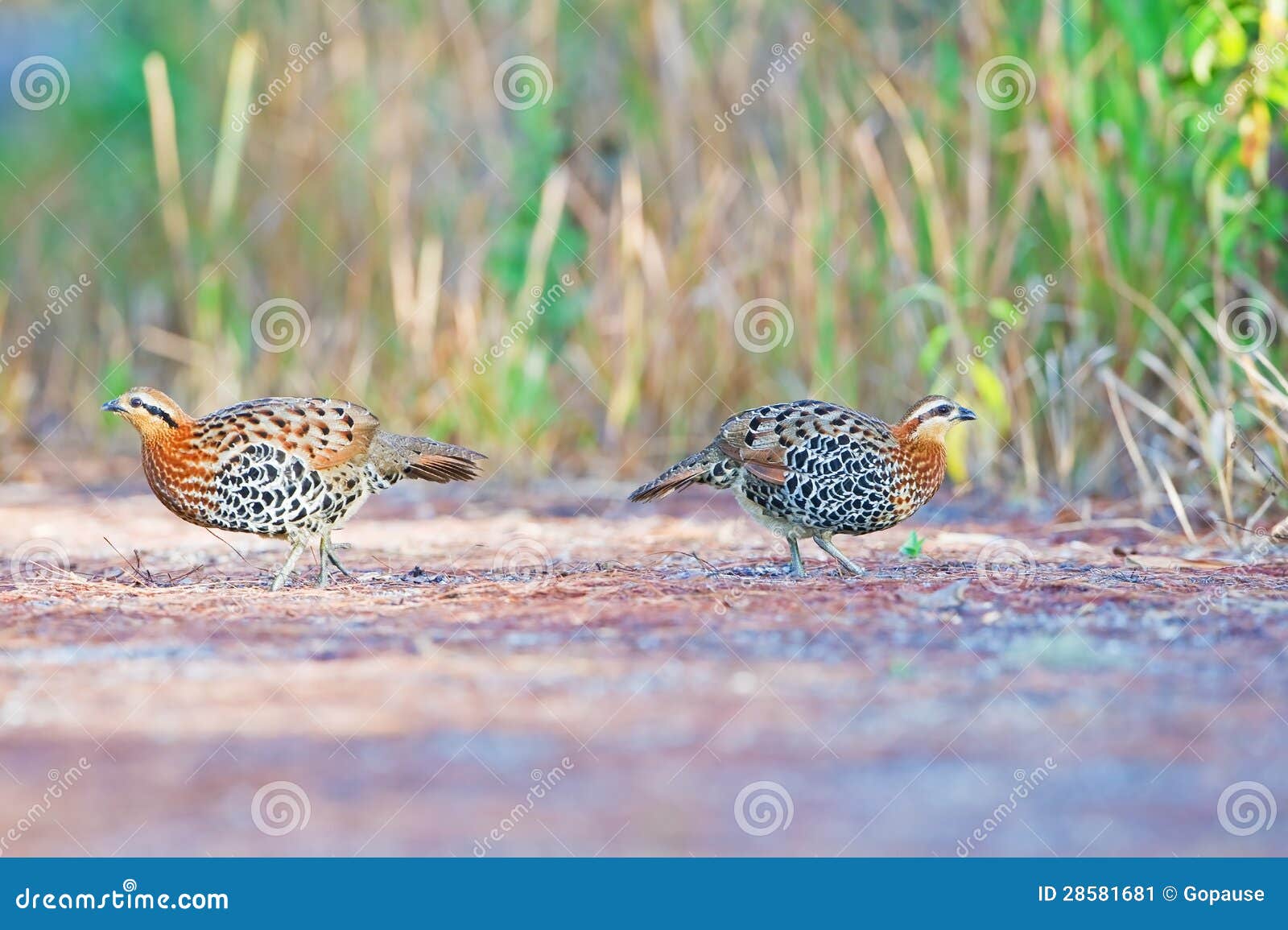 Couple of Mountain Bamboo Partridge Stock Image - Image of grass ...