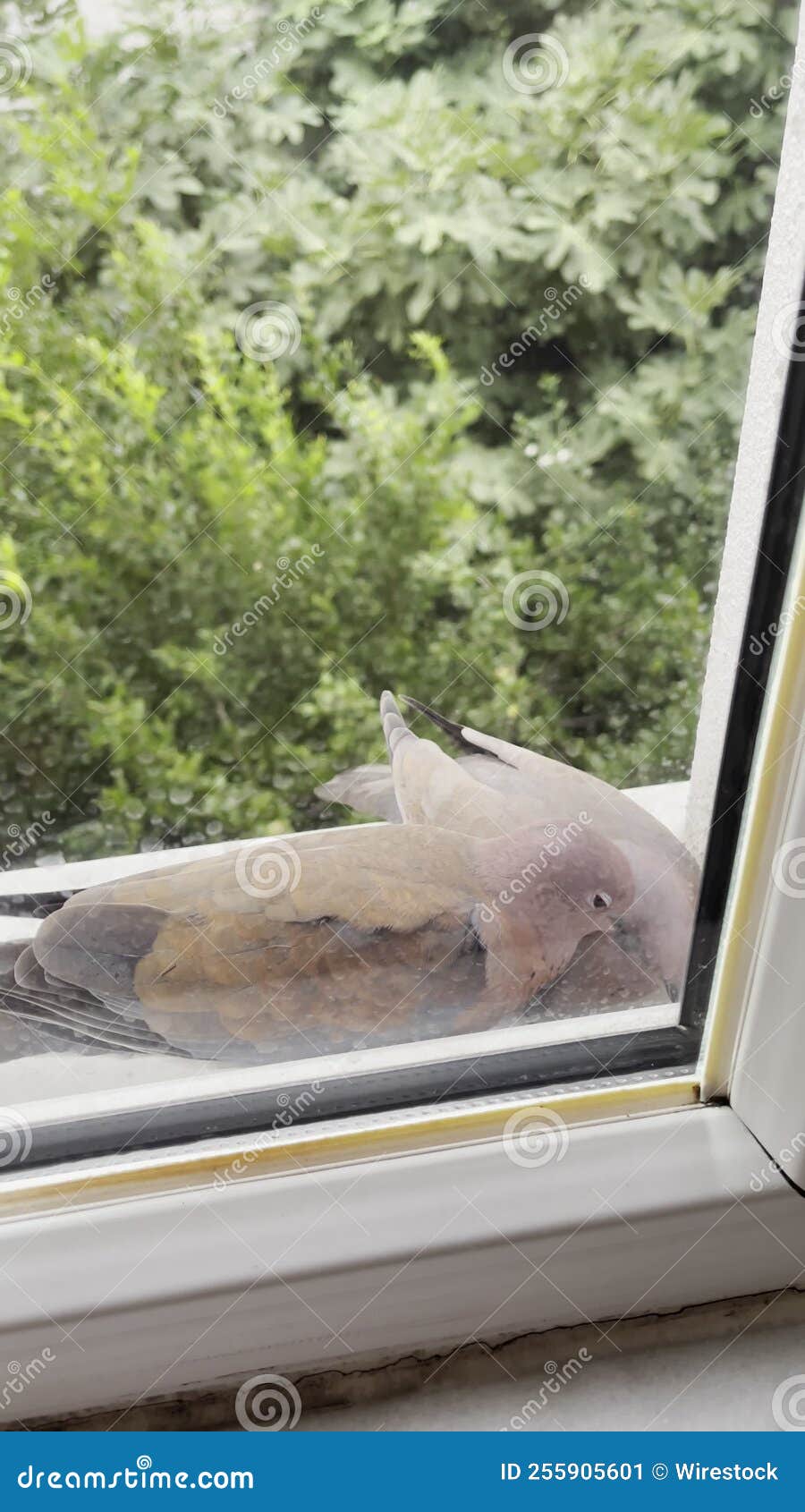 Couple of Mourning Doves Eating by the Window Stock Video - Video of ...
