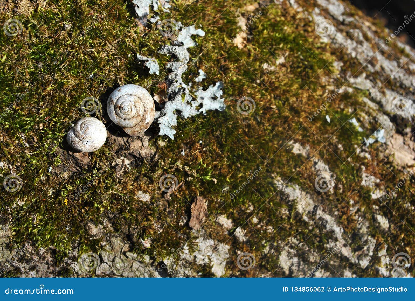 Couple of Old White Snails Shells Laying on Green and White Moss ...