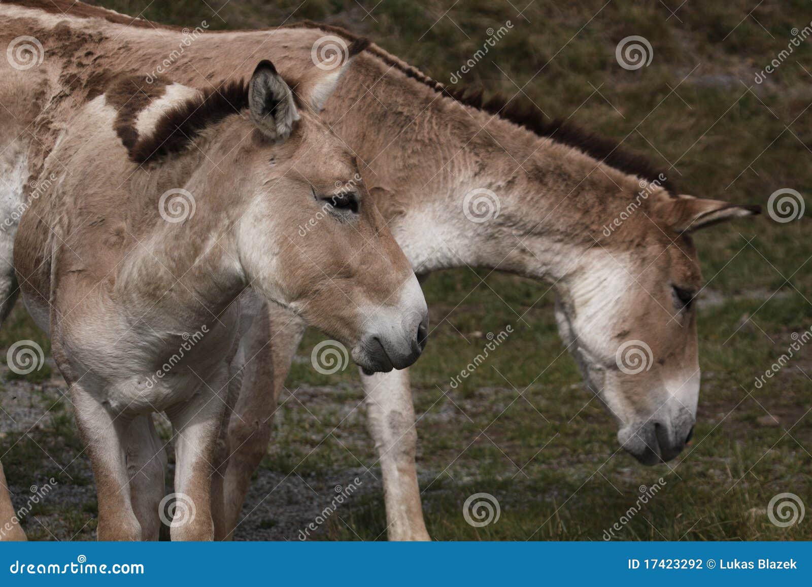 Couple of onagers stock photo. Image of mammal, equus - 17423292