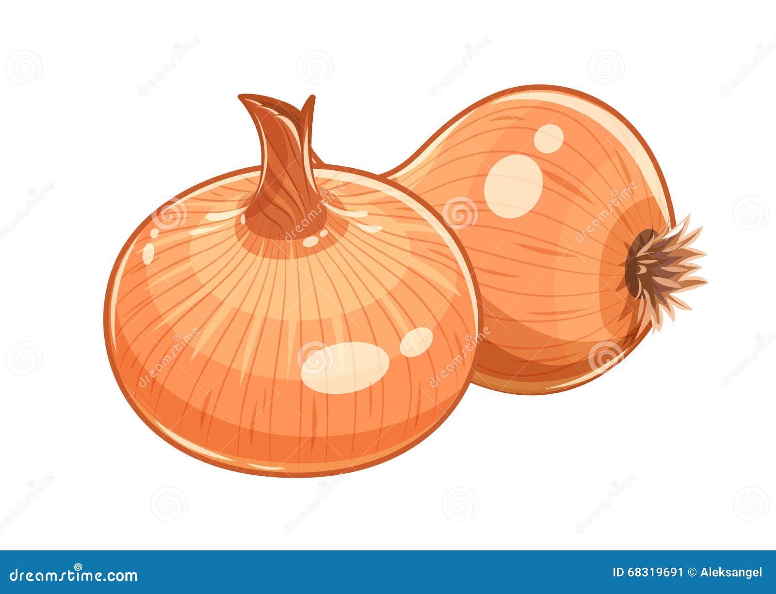 Onion. Vector Drawing | CartoonDealer.com #162925542