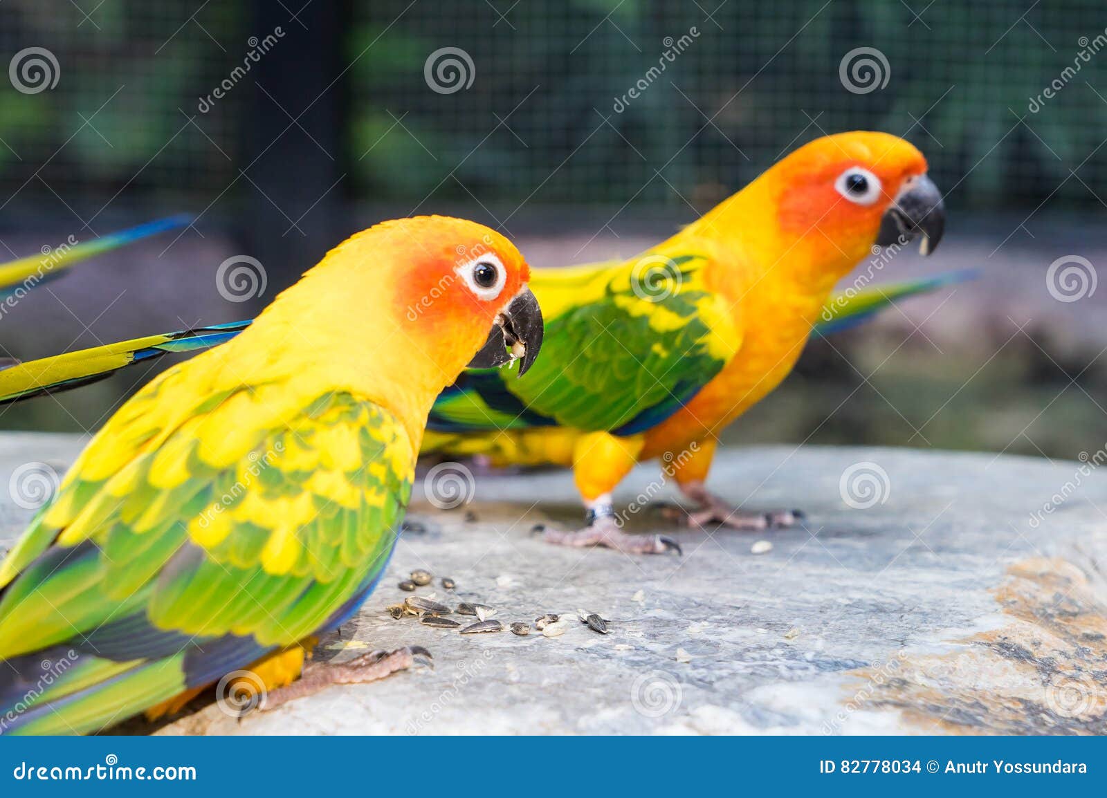 Couple of Orange Mini Parrots Stock Photo - Image of group, plumage ...