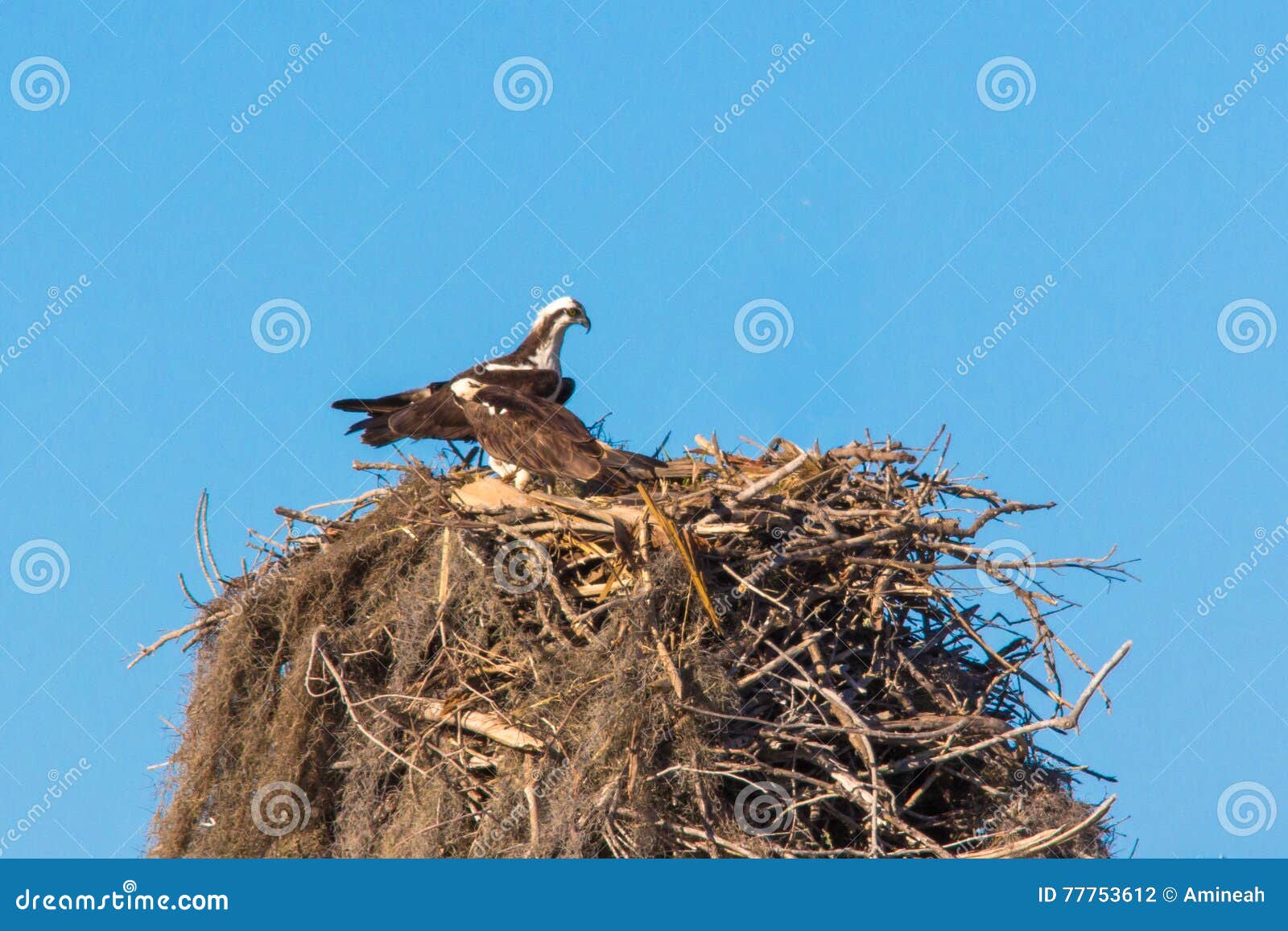 Couple of ospreys nesting stock photo. Image of national - 77753612
